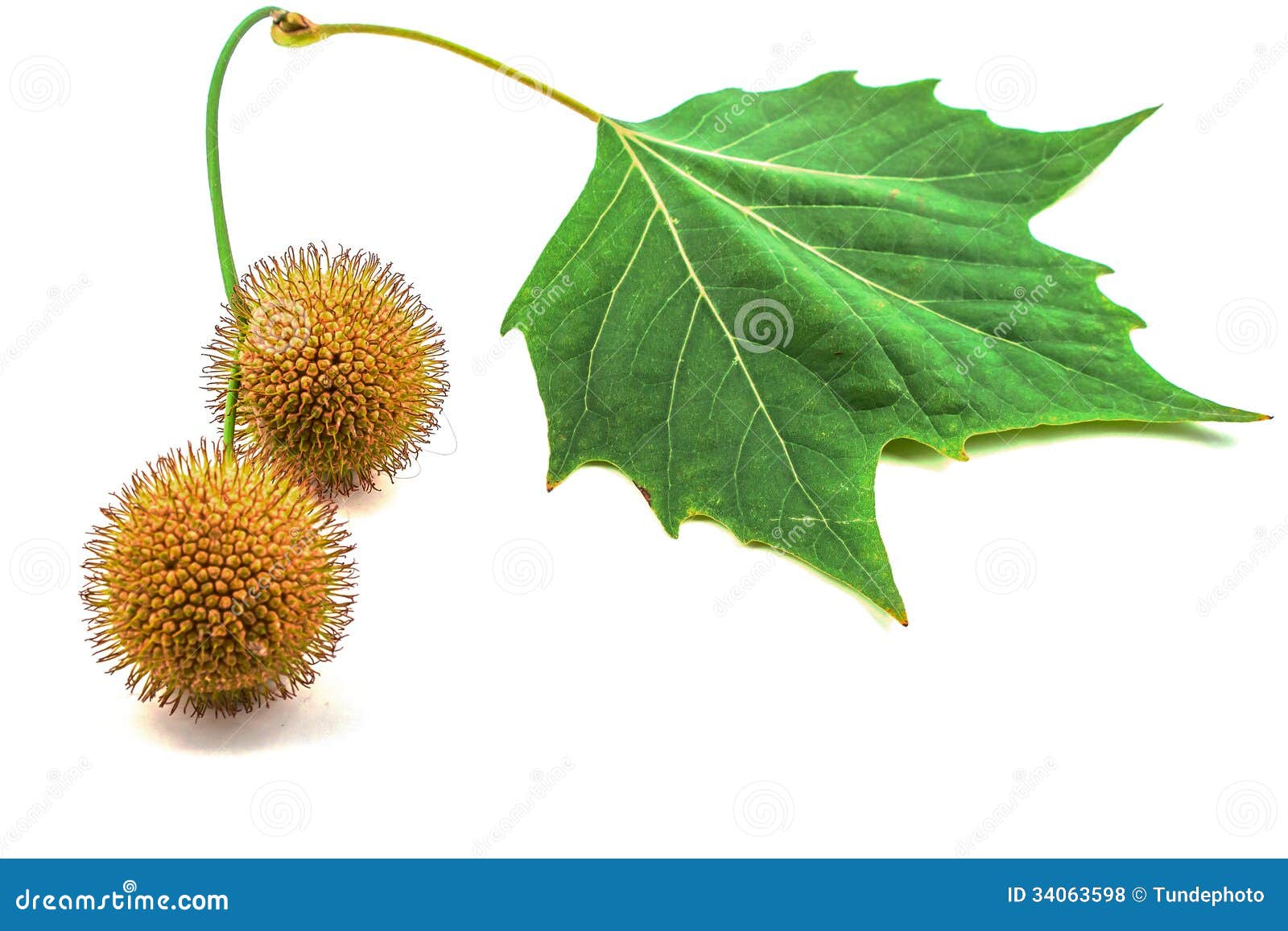 Platane stockfoto. Bild von saatgut, jung, frucht, nave - 34063598