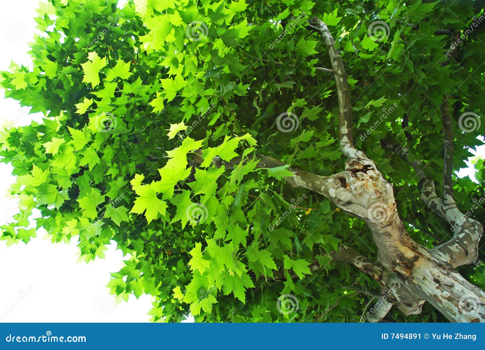 Platane-Baum stockbild. Bild von park, nave, betrieb, europa - 7494891