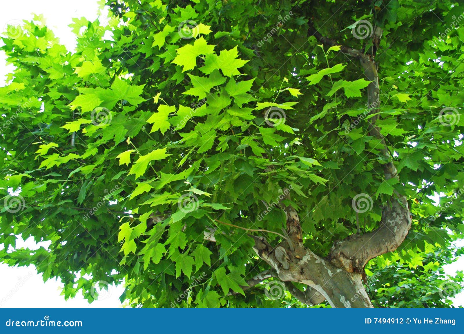 Platane-Baum stockfoto. Bild von grün, nave, betrieb, baum - 7494912