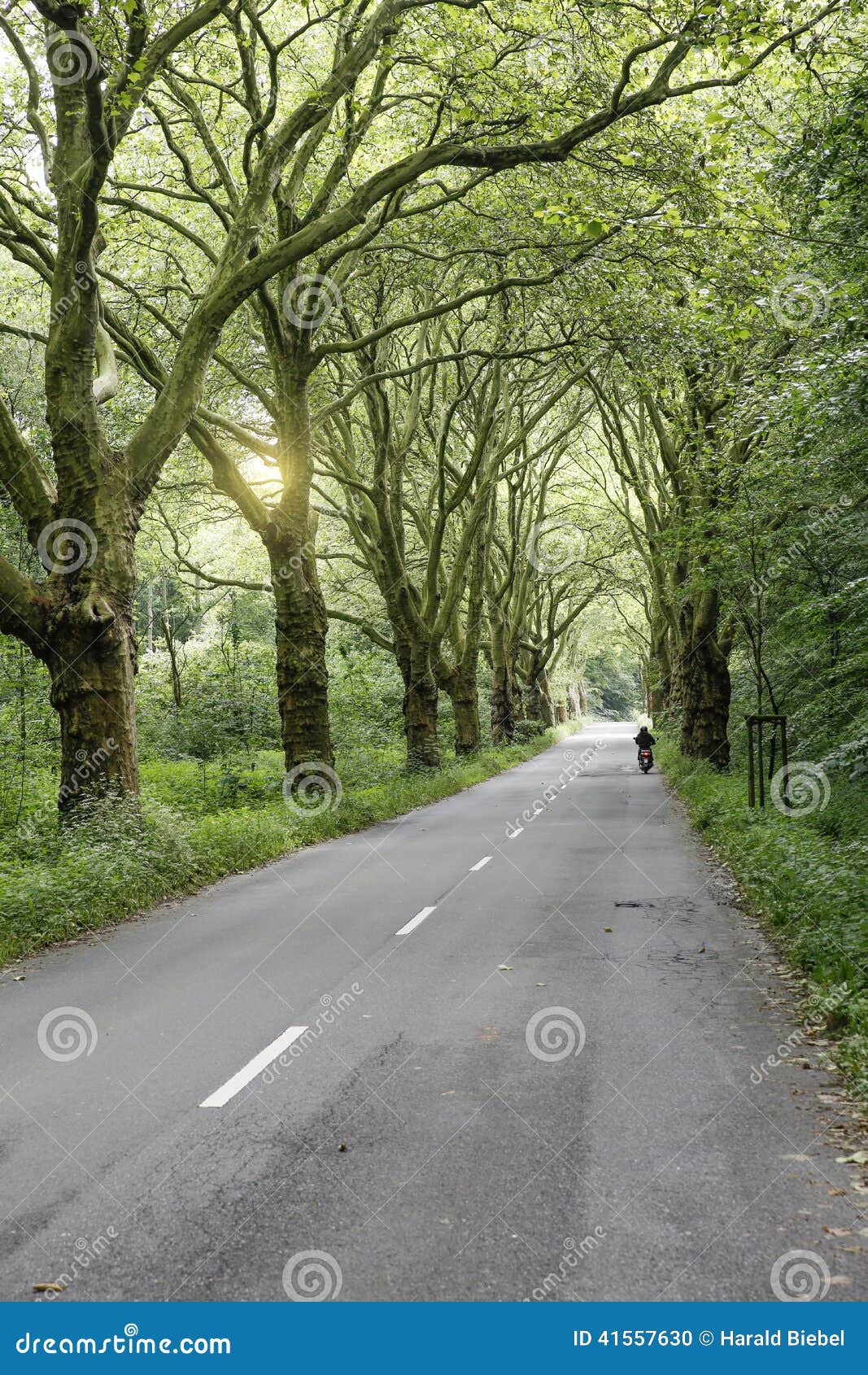 Platanus Alley in Spring with Road Stock Photo - Image of alley, scene ...