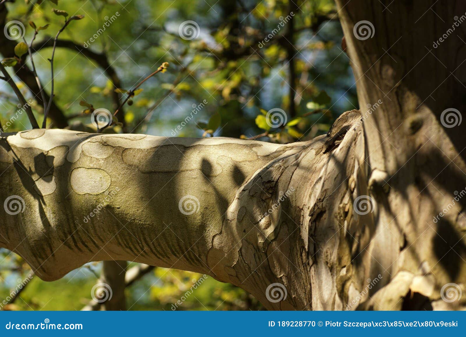Platanus, Bough Texture, Light and Shadow, Fuzzy Background Stock Photo ...
