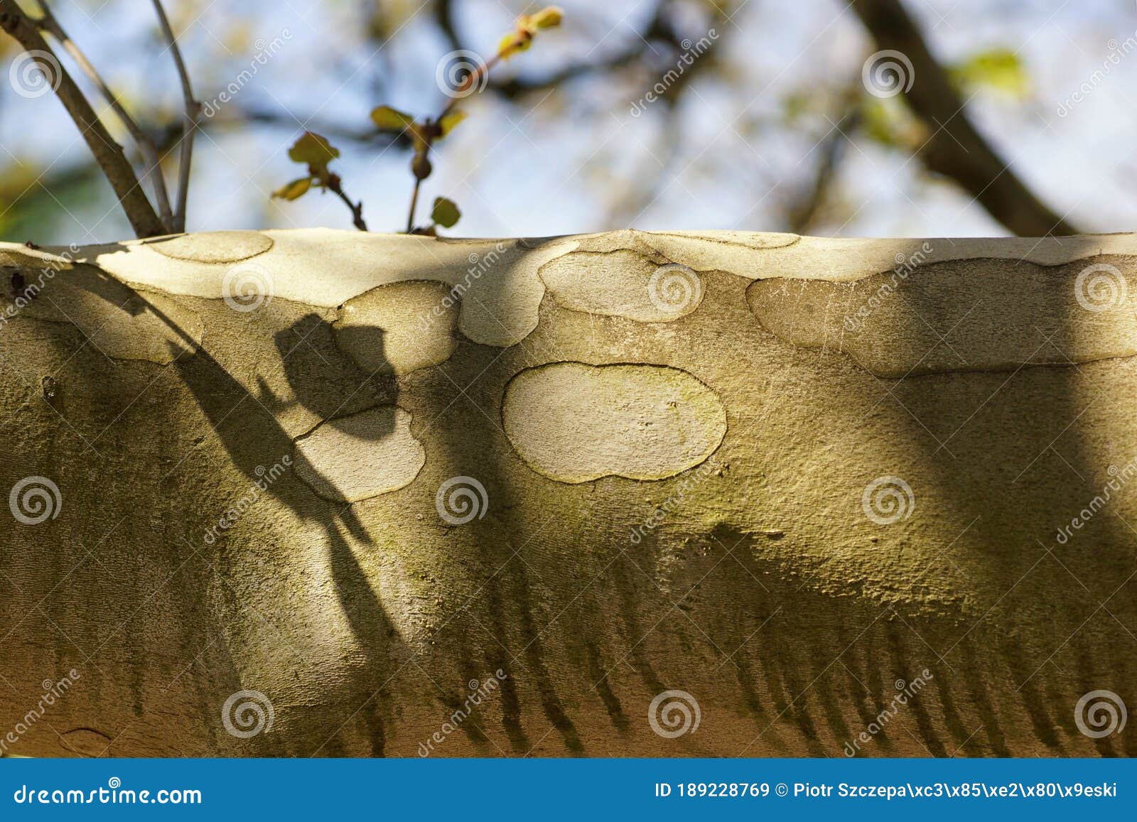 Platanus, Bough Texture, Light and Shadow, Fuzzy Background Stock Image ...