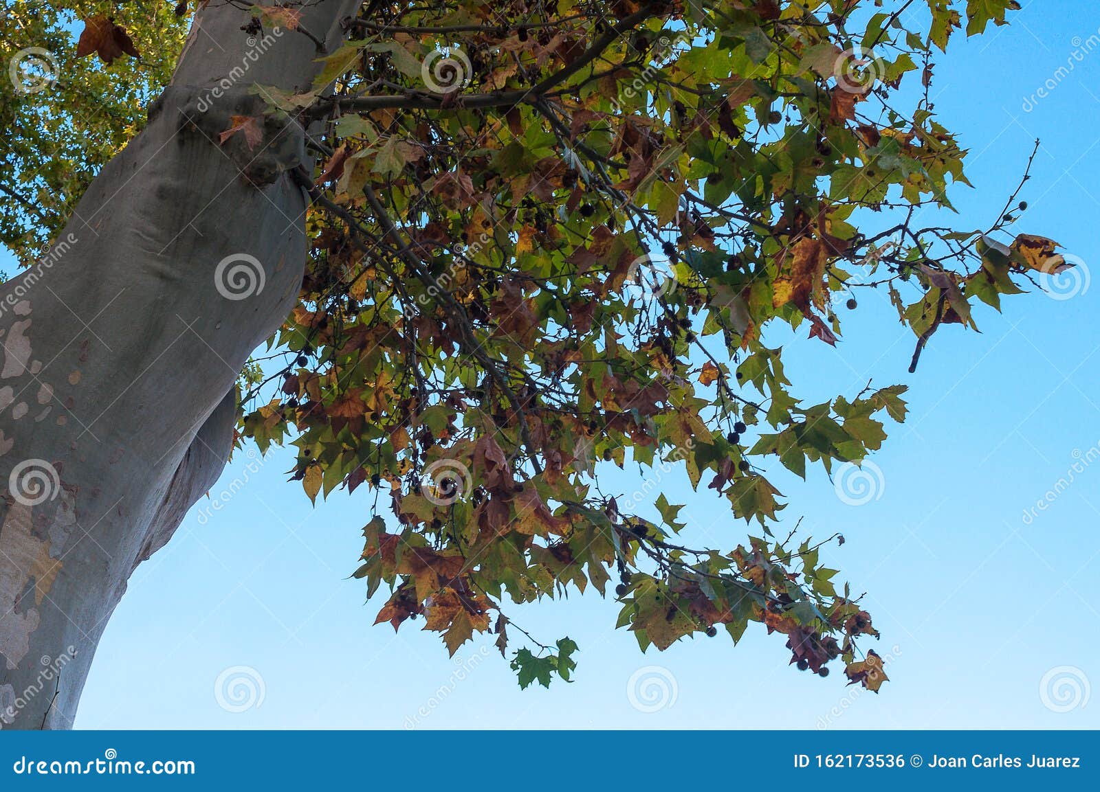Platanus Hispanica Tree on Blue Background Stock Photo - Image of maple ...