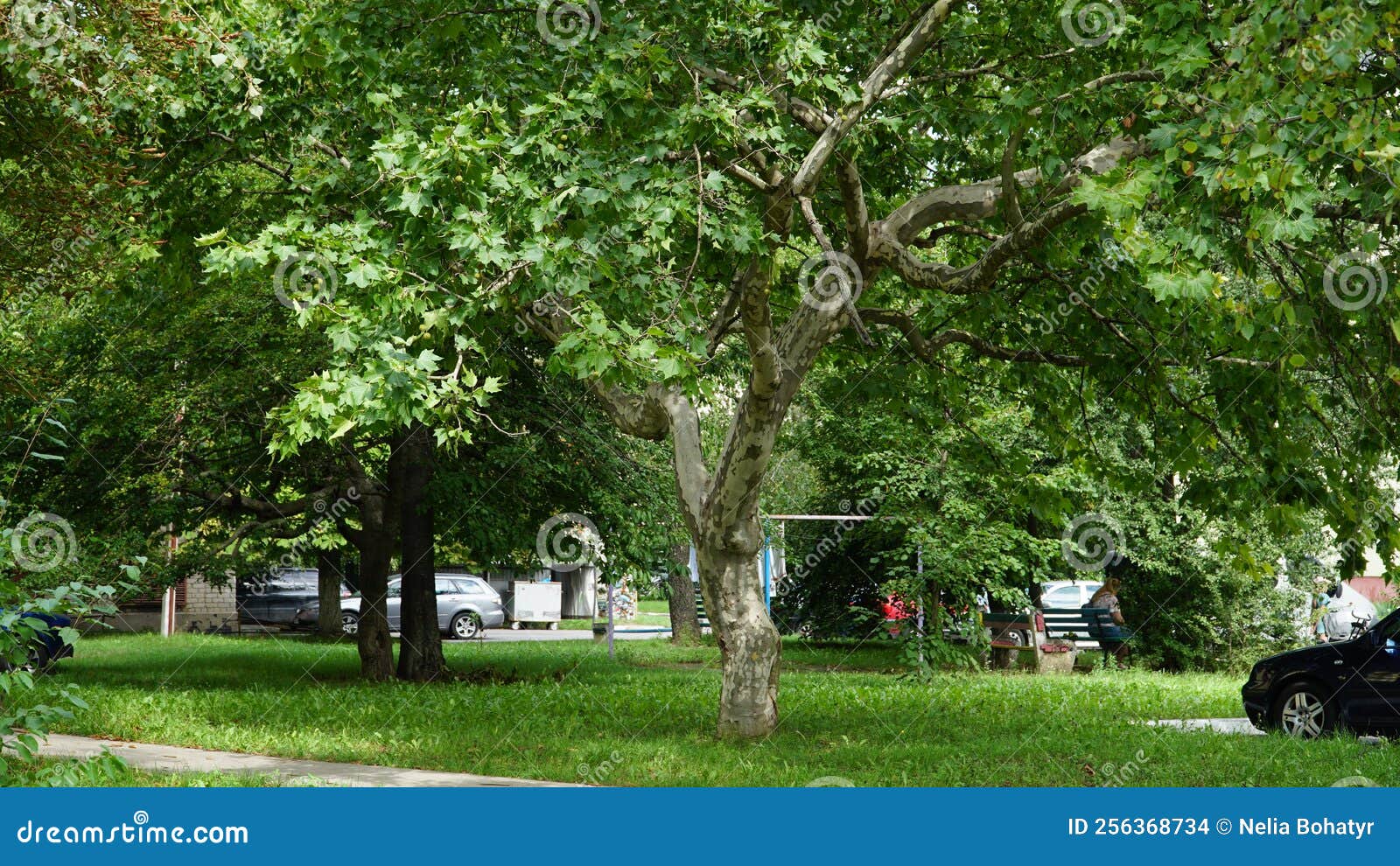 Platanus Occidentalis. Branches of a Sycamore Tree. Platan Hispanica ...