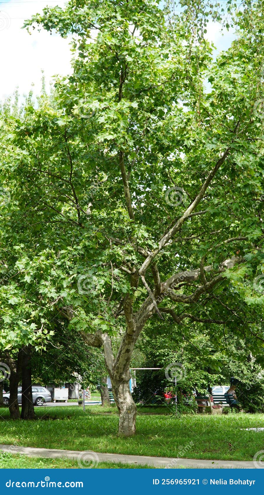 Platanus Occidentalis. Branches of a Sycamore Tree. Platan Hispanica ...