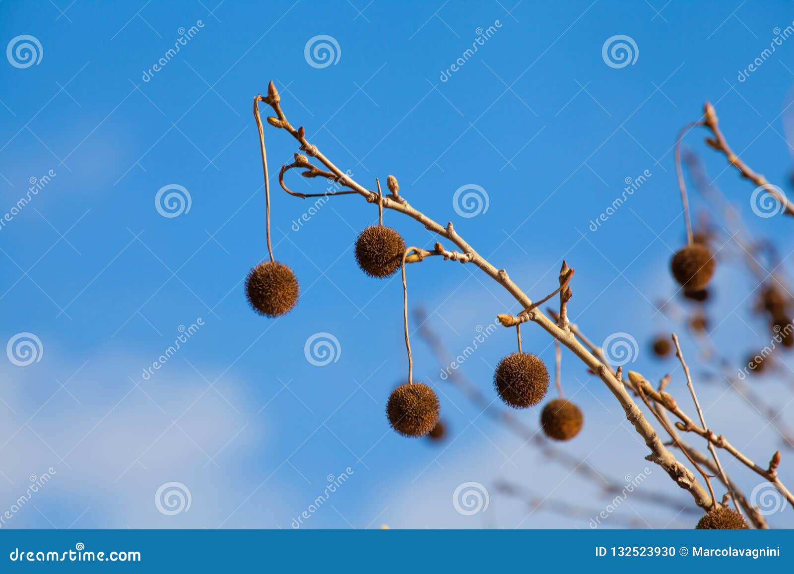 Platanus Occidentalis, American Sycamore, American Planetree, Royalty ...