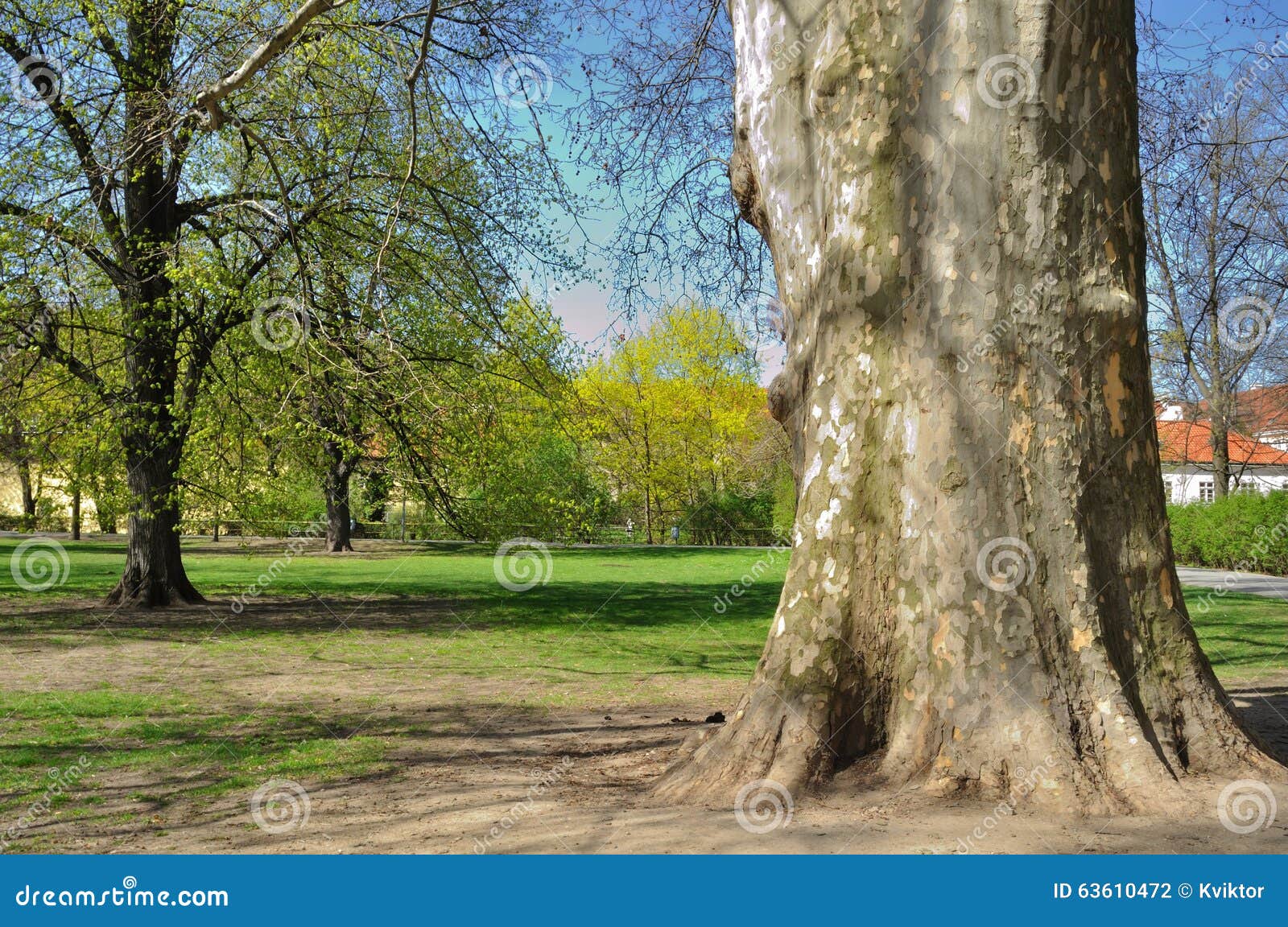 Platanus Orientalis - Old Plane Tree in the Park Stock Photo - Image of ...