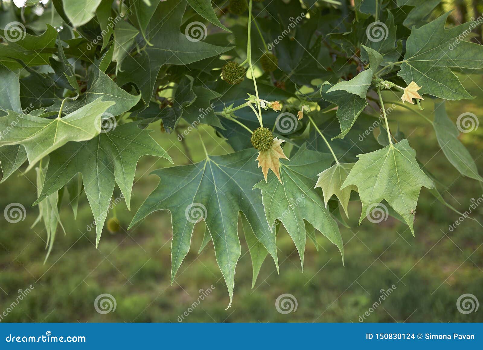 Platanus orientalis tree stock photo. Image of seed - 150830124