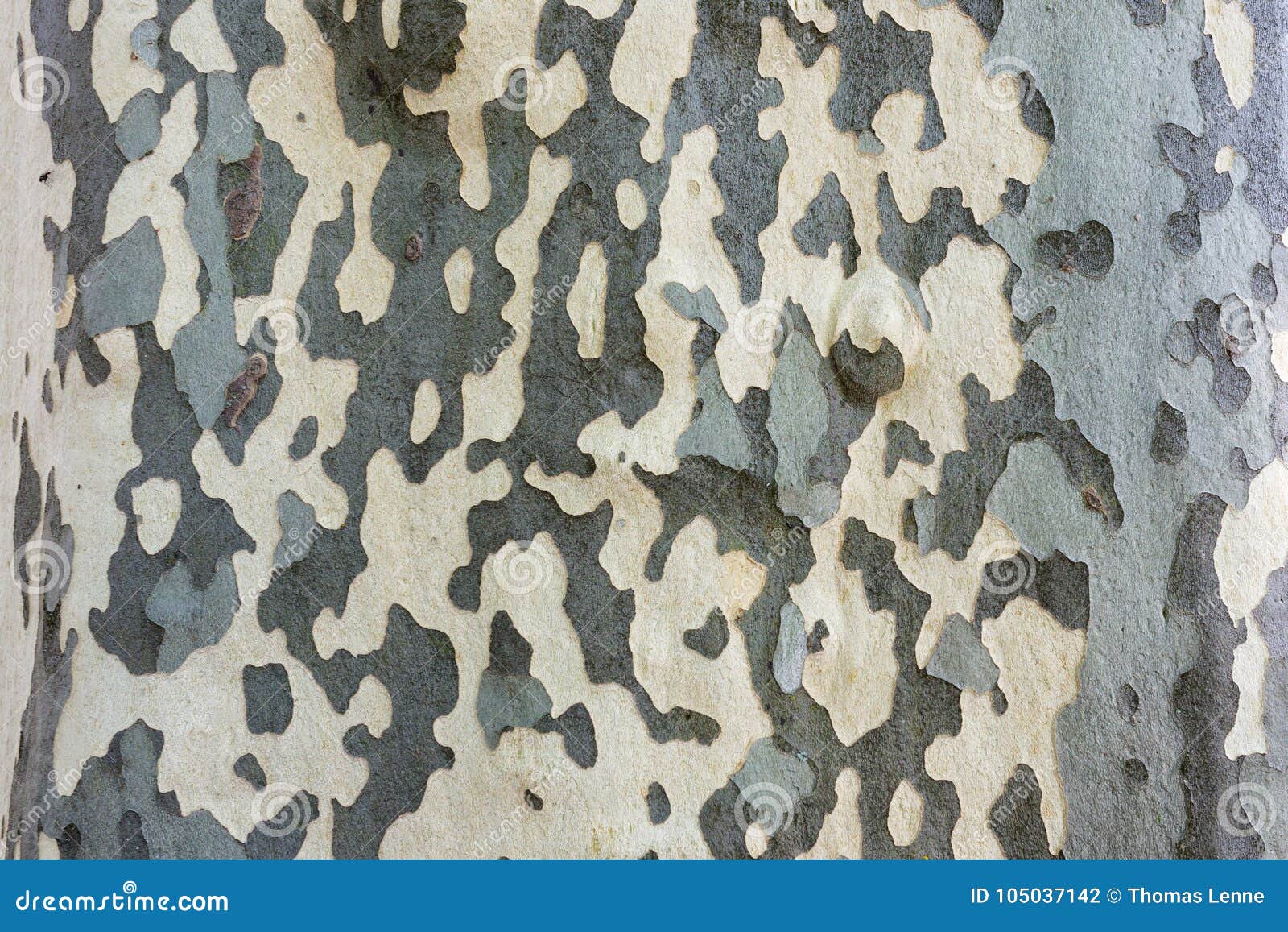 Platanus Plane Tree Bark Texture Stock Photo - Image of macro, close ...