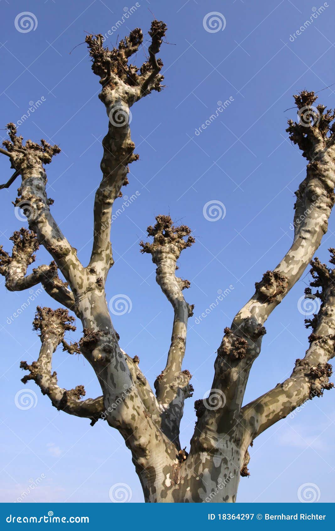 Platanus Tree stock image. Image of detail, botany, bark - 18364297