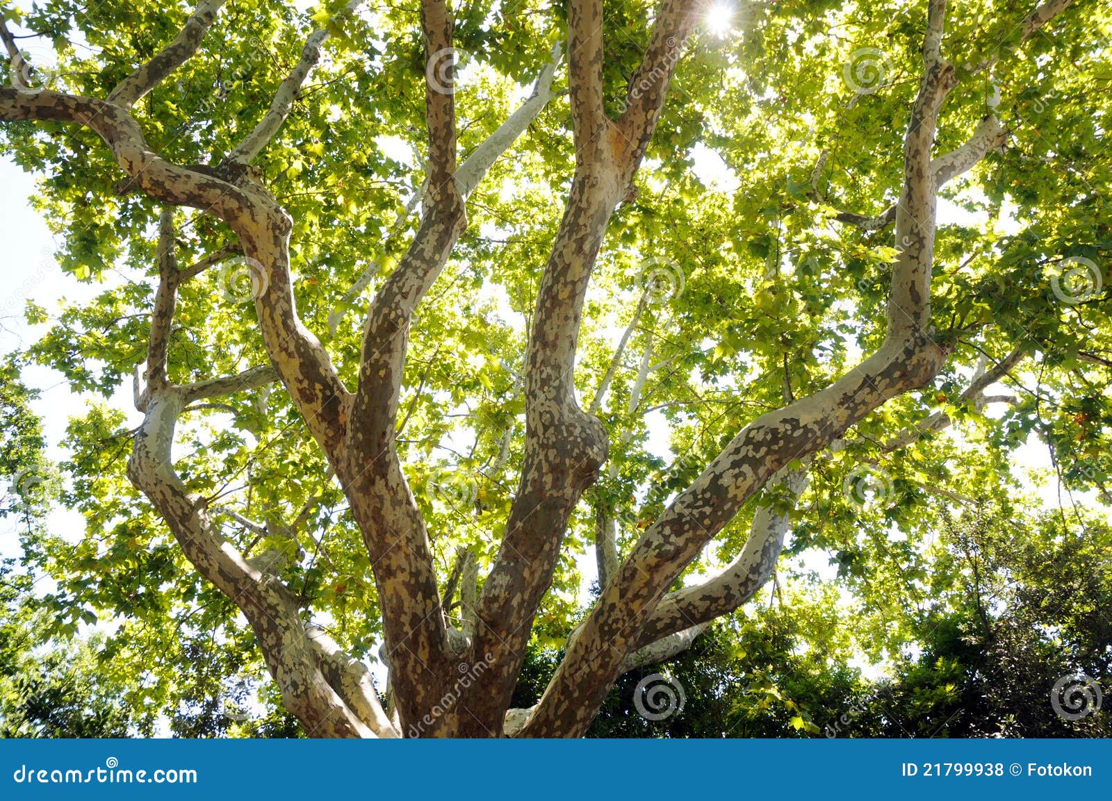 Platanus tree stock photo. Image of french, platanaceae - 21799938
