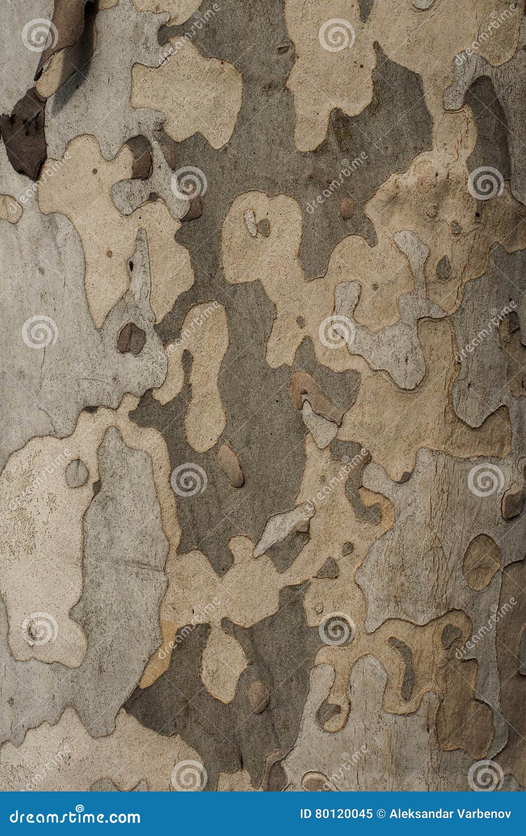 Platanus tree bark stock image. Image of wood, bark, textured - 80120045