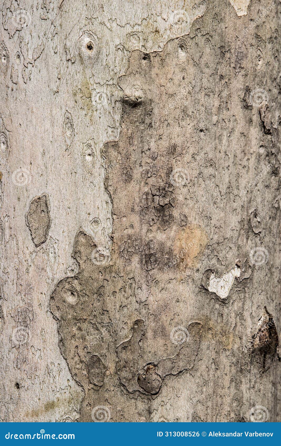 Platanus tree bark stock photo. Image of wallpaper, khaki - 313008526