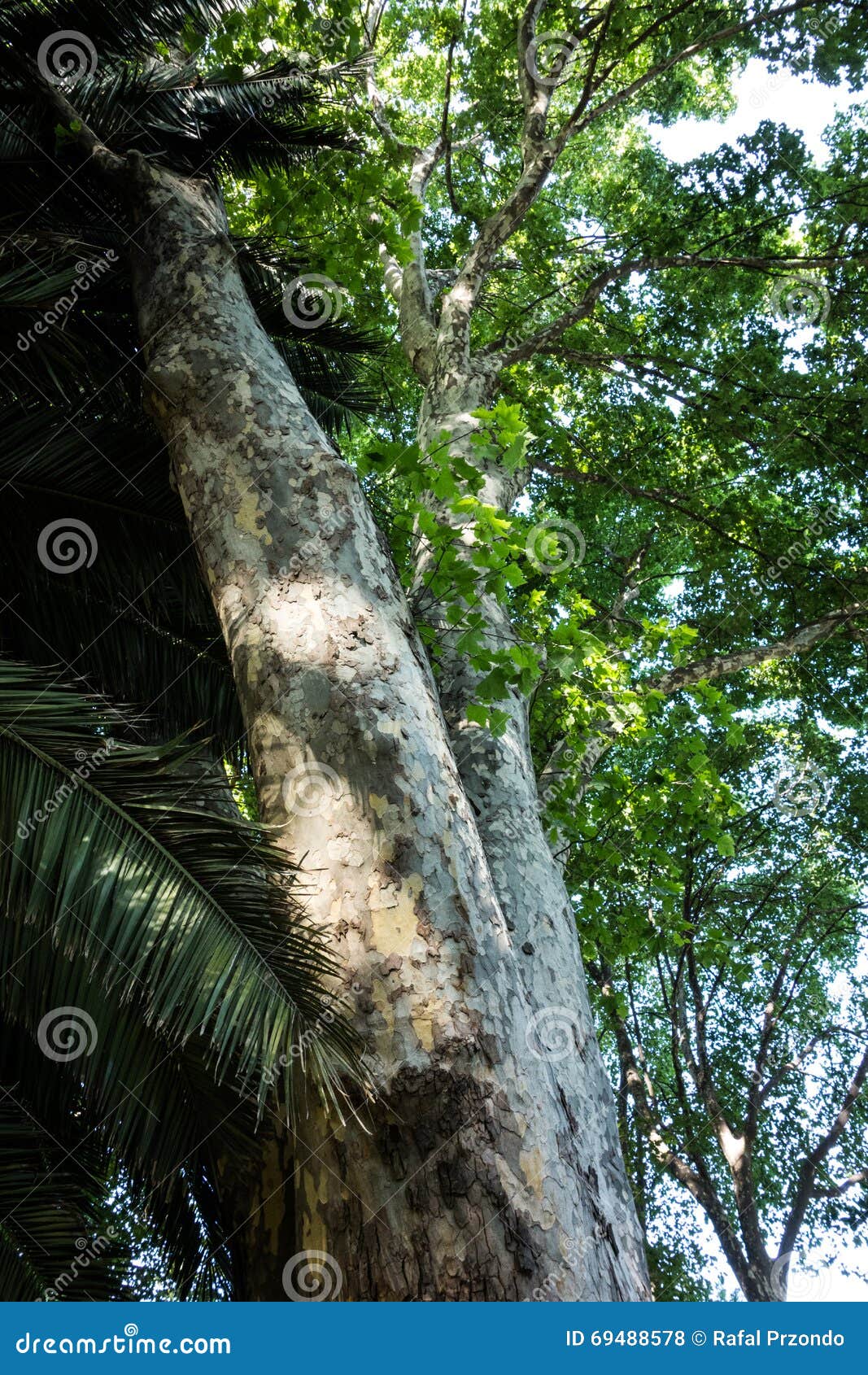 A platanus tree stock photo. Image of daylight, miejsca - 69488578