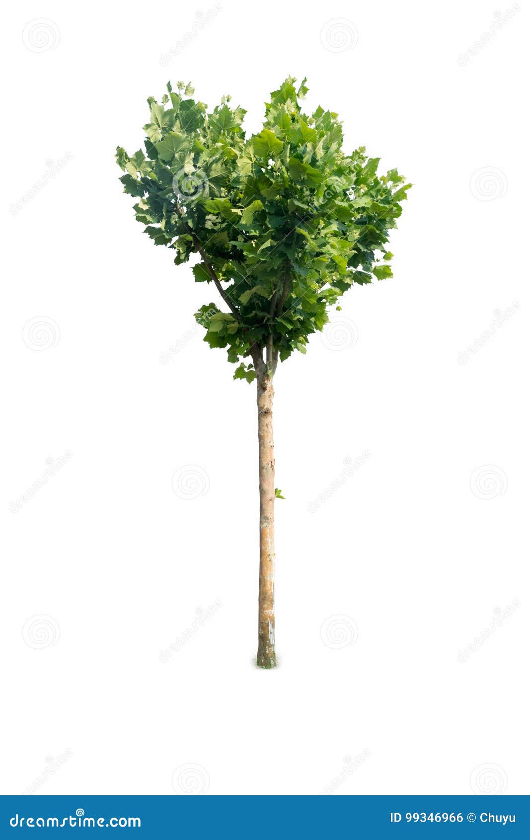 Platanus tree isolated stock photo. Image of plane, nature - 99346966