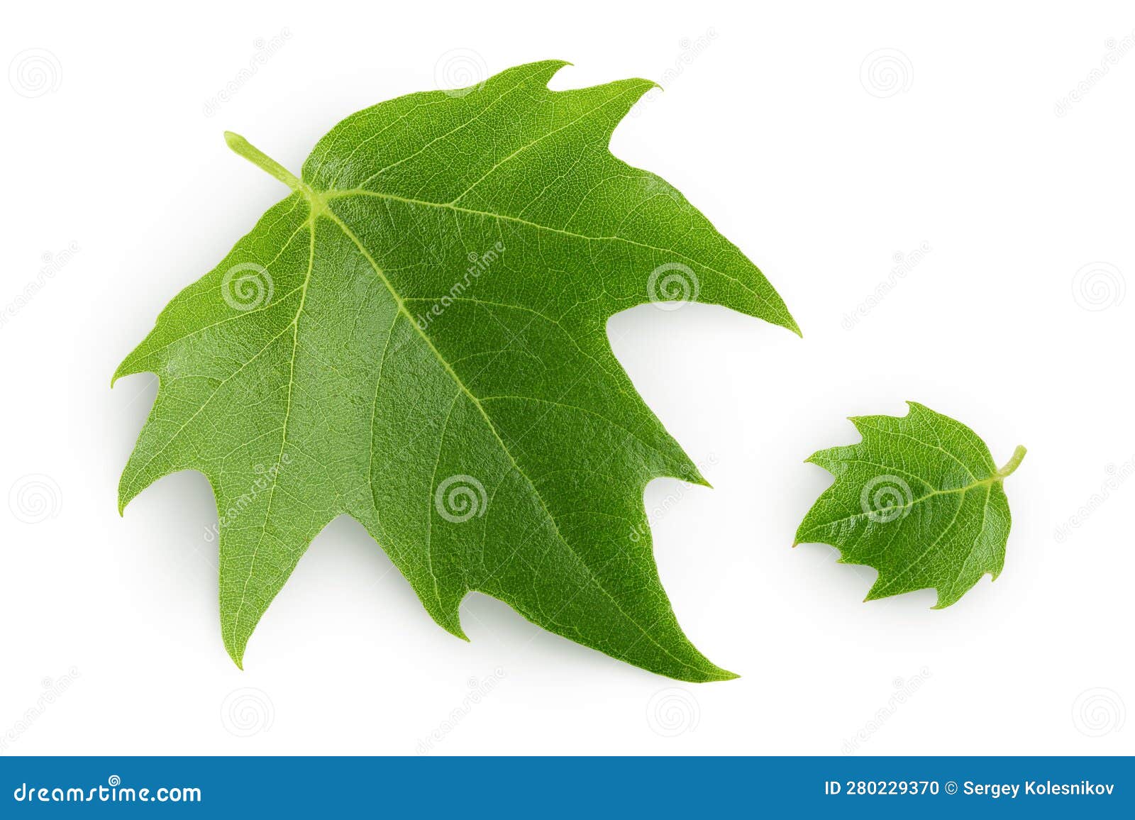 Platanus Tree, Sycamore Leave Isolated on White Background. Top View ...
