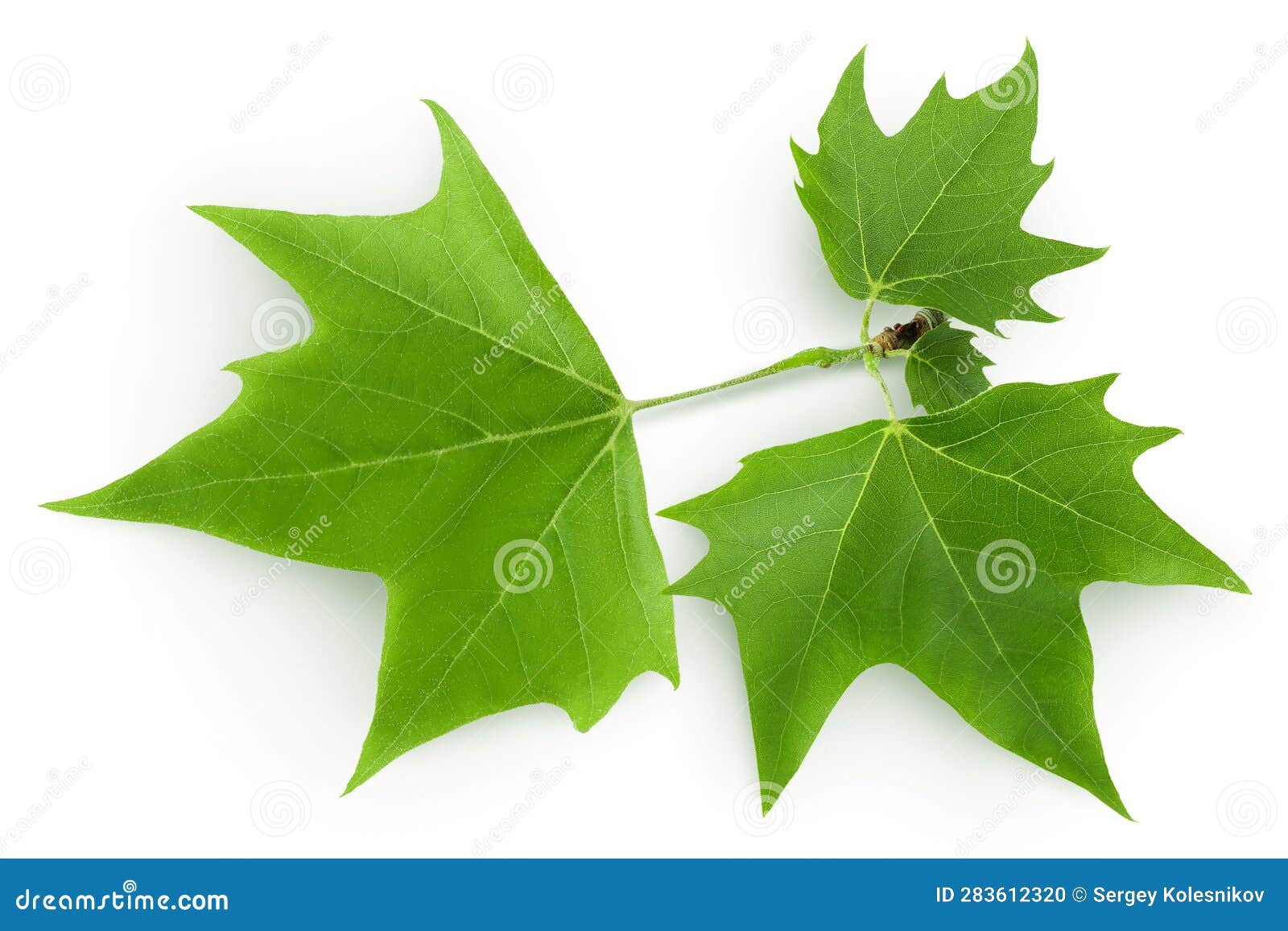 Platanus Tree, Sycamore Leave Isolated on White Background. Top View ...
