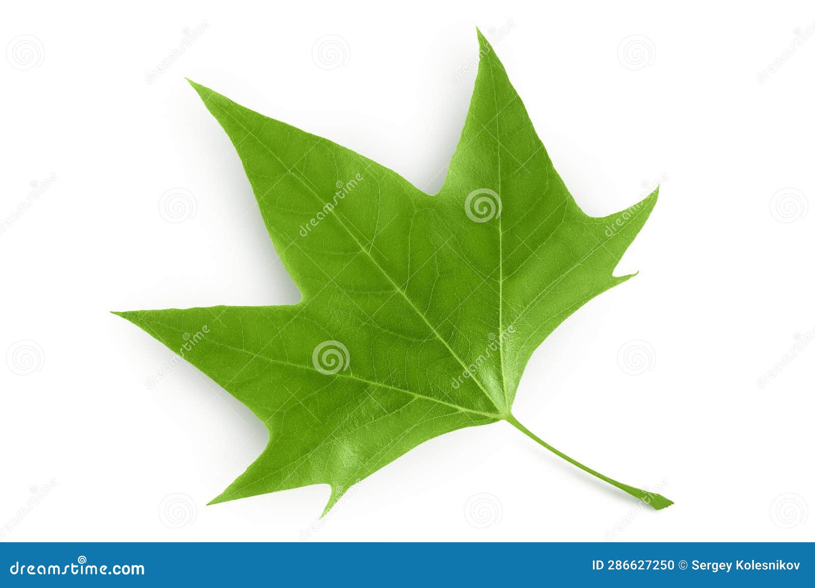 Platanus Tree, Sycamore Leave Isolated on White Background. Top View ...