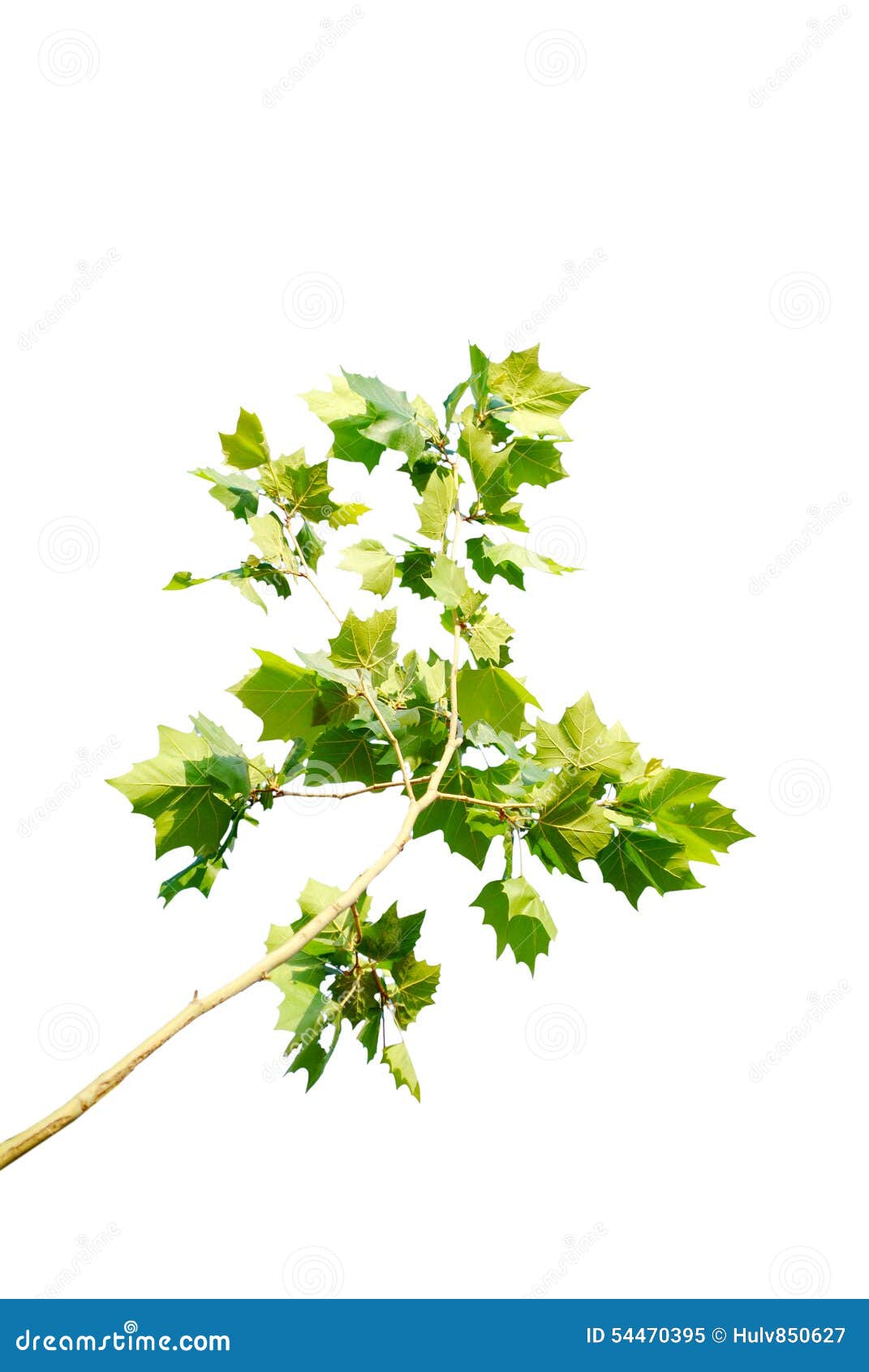 Platanus tree stock image. Image of background, hispanica - 54470395
