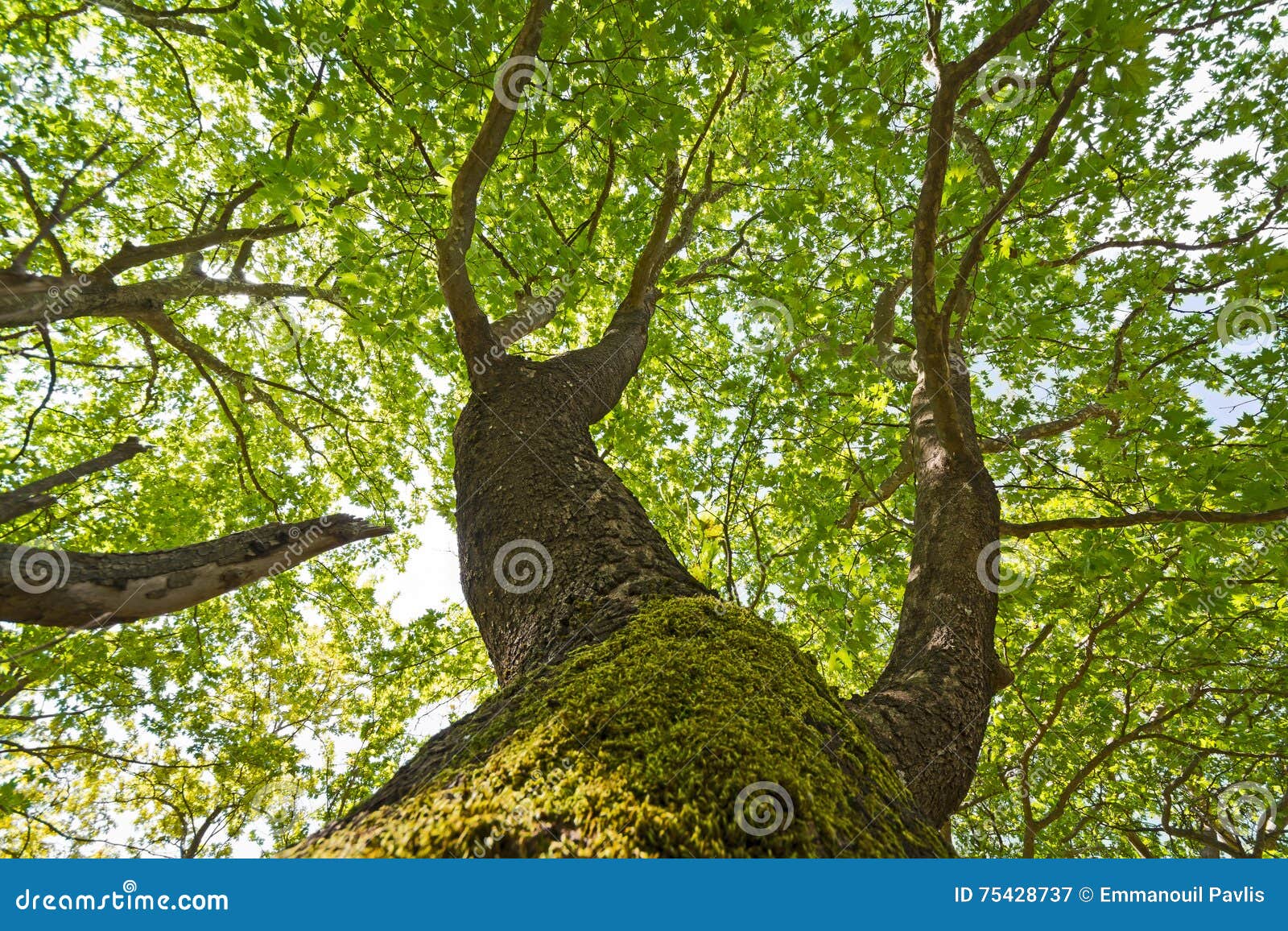 Platanus tree stock image. Image of colorful, light, golden - 75428737