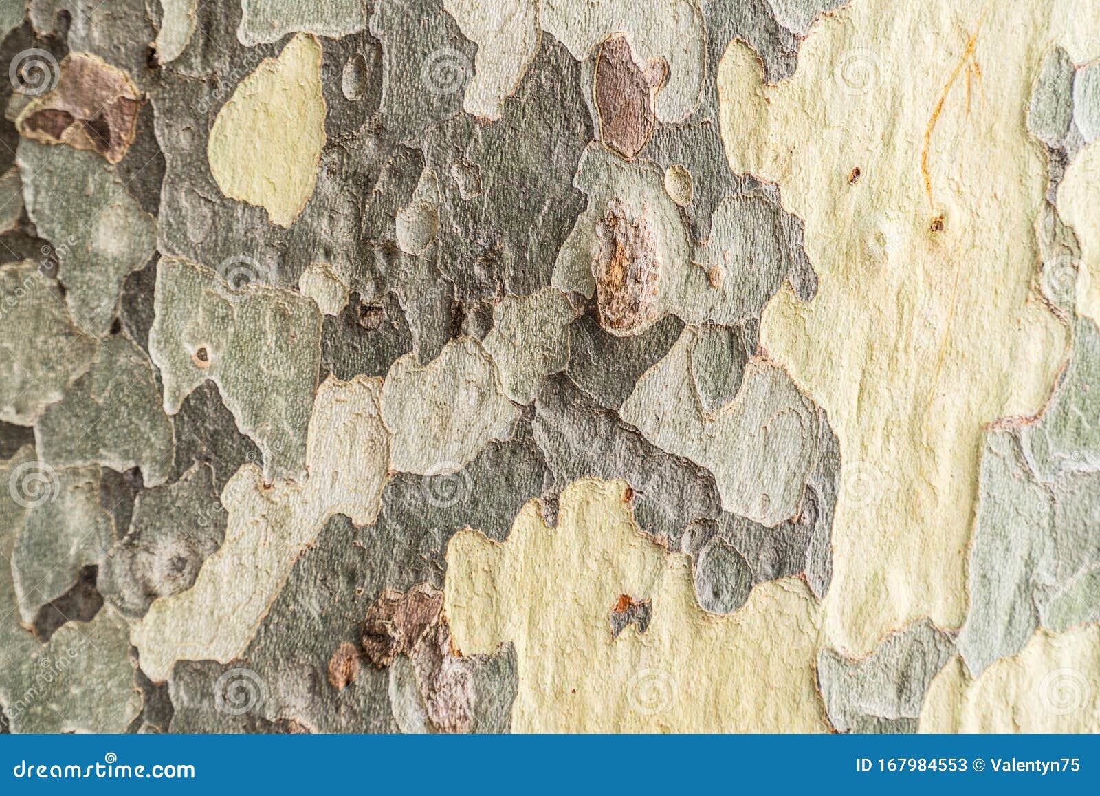 Platanus Trees. Scaly and Shaped Patches on the Trunk Stock Image ...