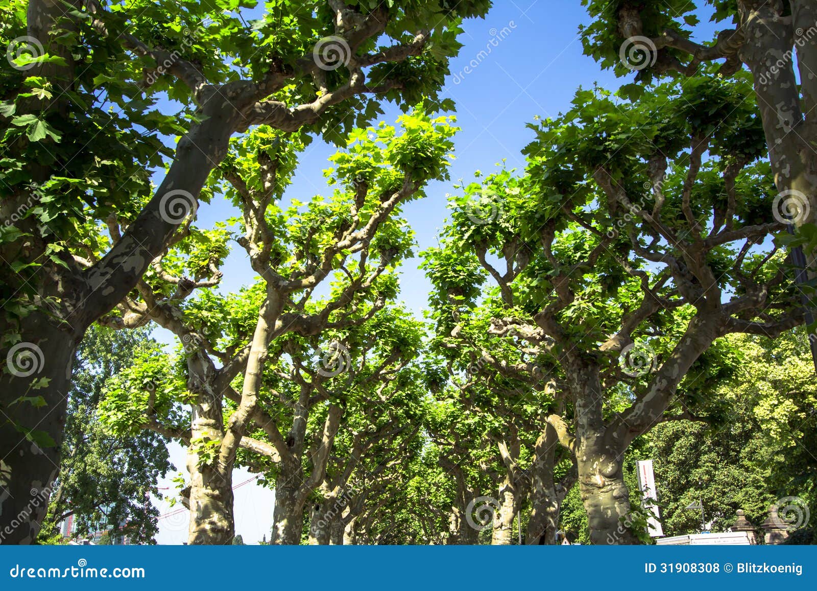 Platanus trees stock photo. Image of forest, exterior - 31908308
