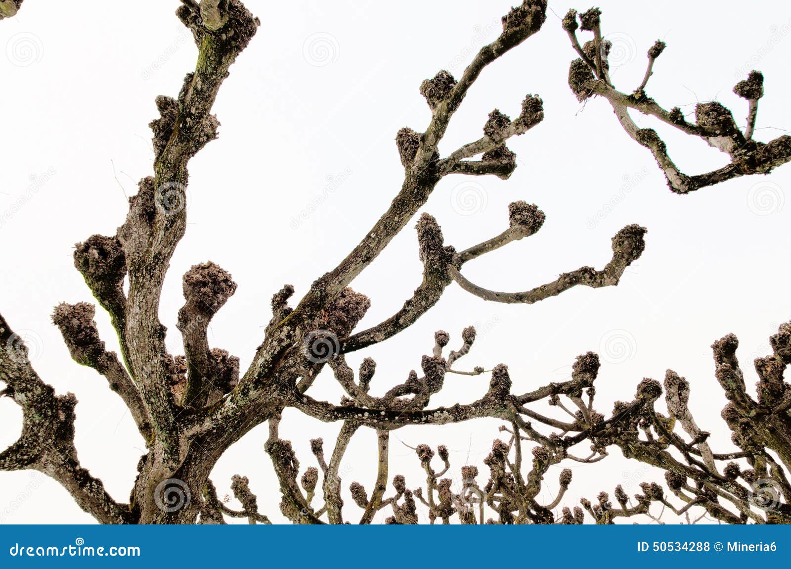 Platanus trees stock photo. Image of symmetry, sycamore - 50534288