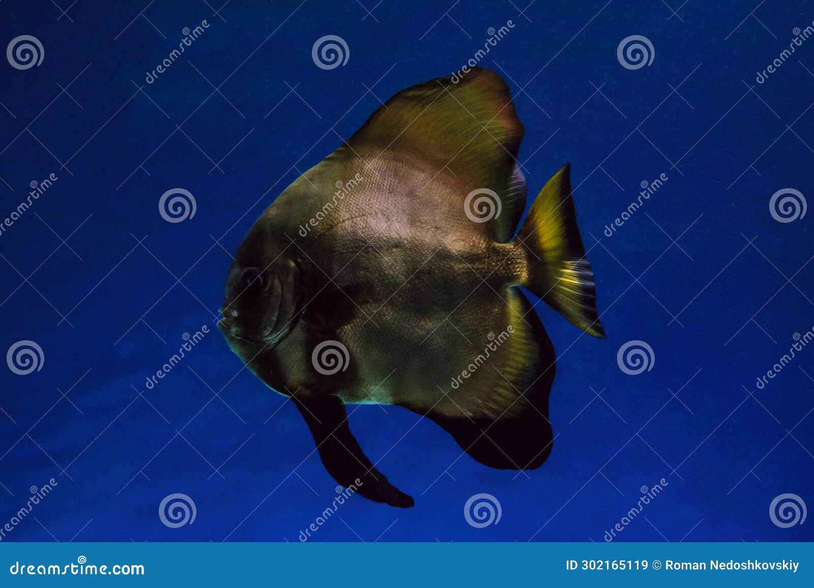 Orbicular Batfish Platax Orbicularis - Ocean And Sea Fish In The Aquarium Stock Image ...