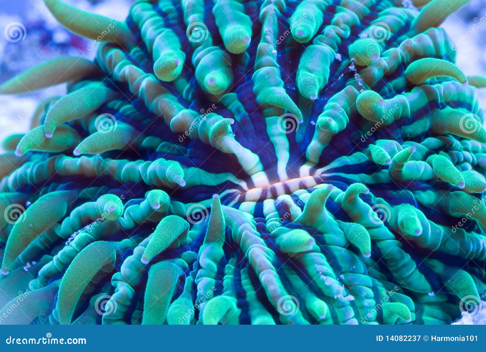 A plate coral stock image. Image of coral, reef, green - 14082237