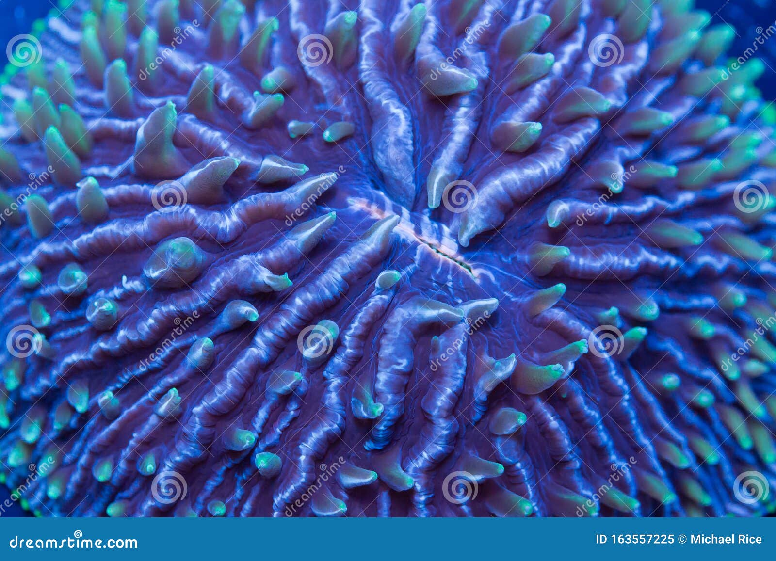 Plate Coral stock image. Image of plate, stony, fungia - 163557225