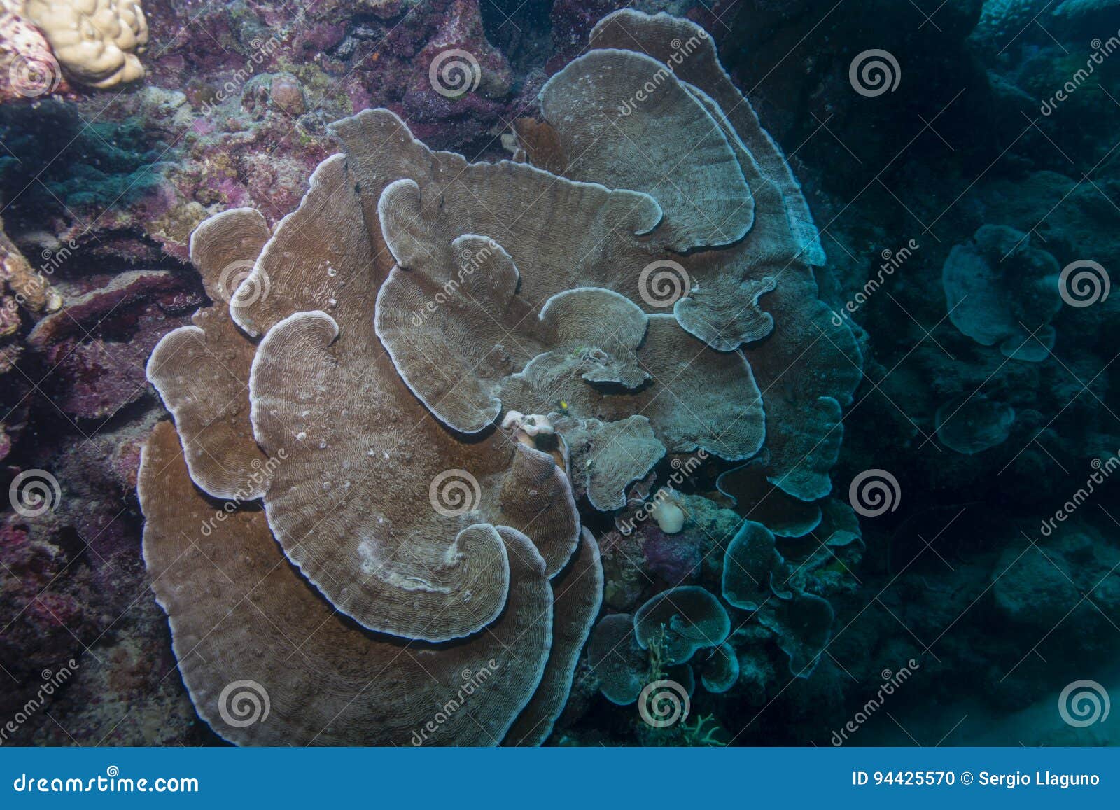 Plate Coral stock photo. Image of reef, australia, dive - 94425570