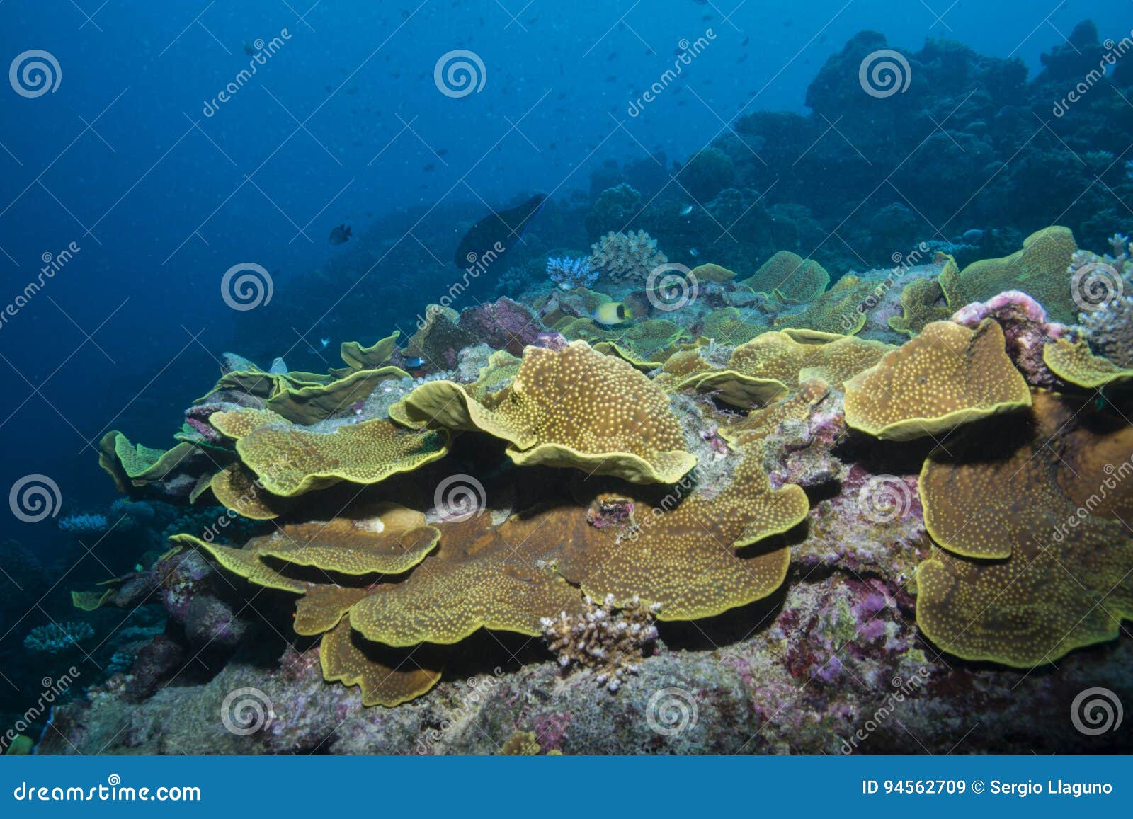 Plate Coral stock image. Image of australia, coral, plate - 94562709