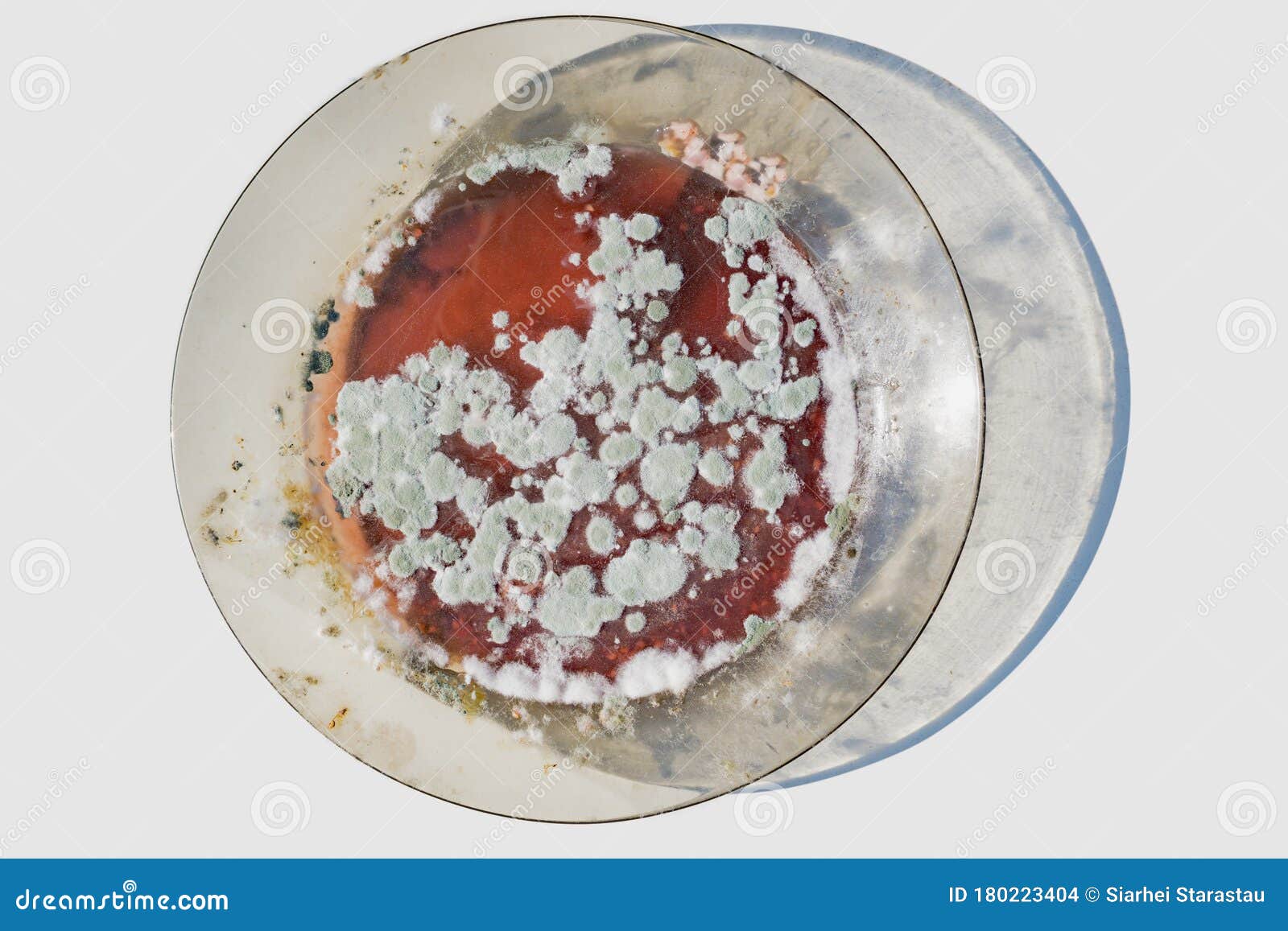 The Plate is Covered with Mold Stock Photo - Image of penicillin, dirty ...