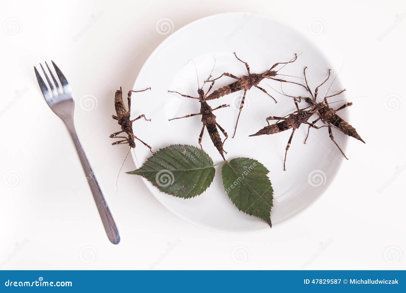 Plate Full of Insects in Insect To Eat Restaurant Stock Image - Image ...