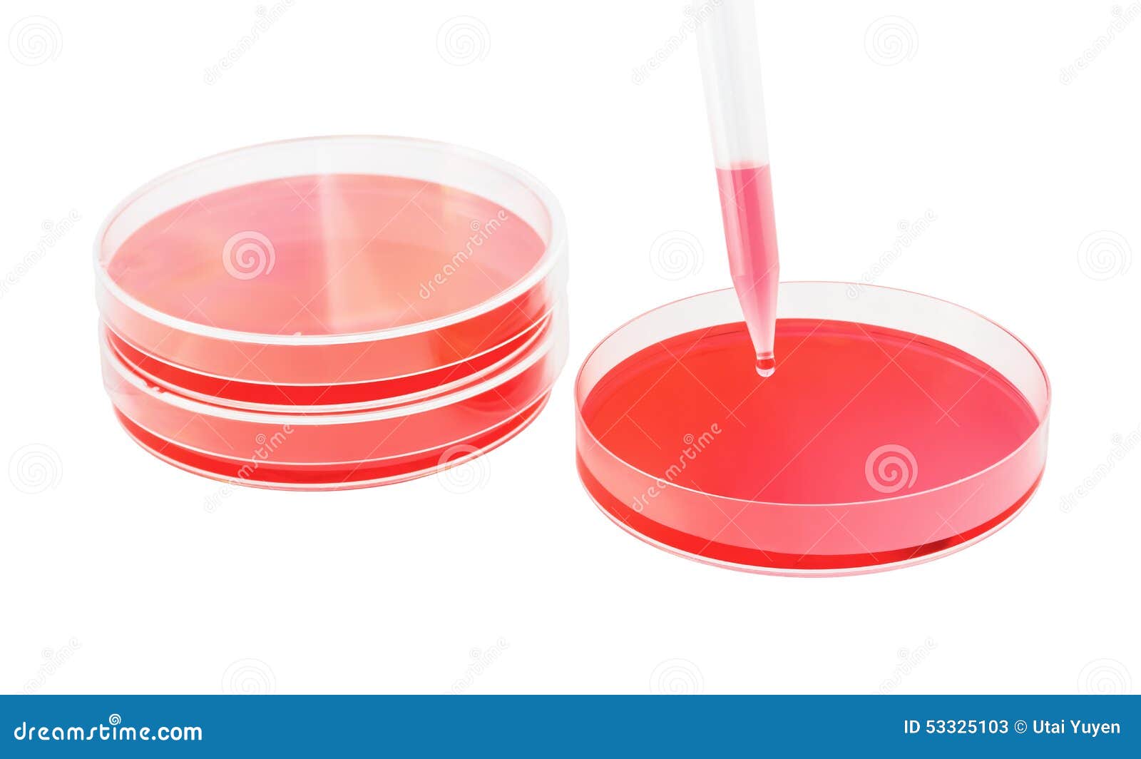 Plate Red Solution Test Laboratory Stock Image - Image of laboratory ...