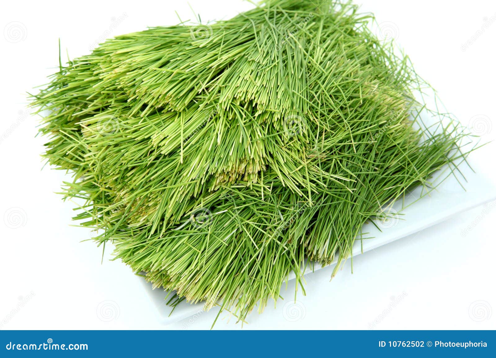 Plate of Wheatgrass stock photo. Image of nutrients, fresh - 10762502