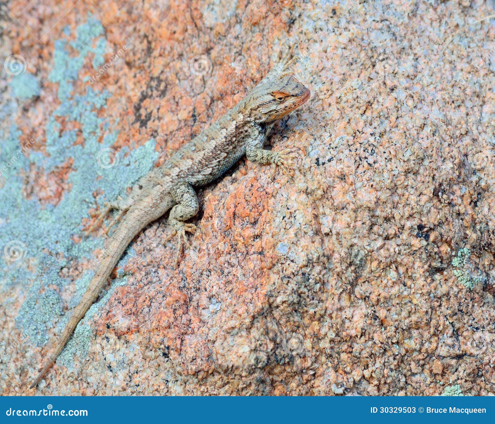 Plateau Side-blotched Lizard Stock Image - Image of lizard, fauna: 30329503
