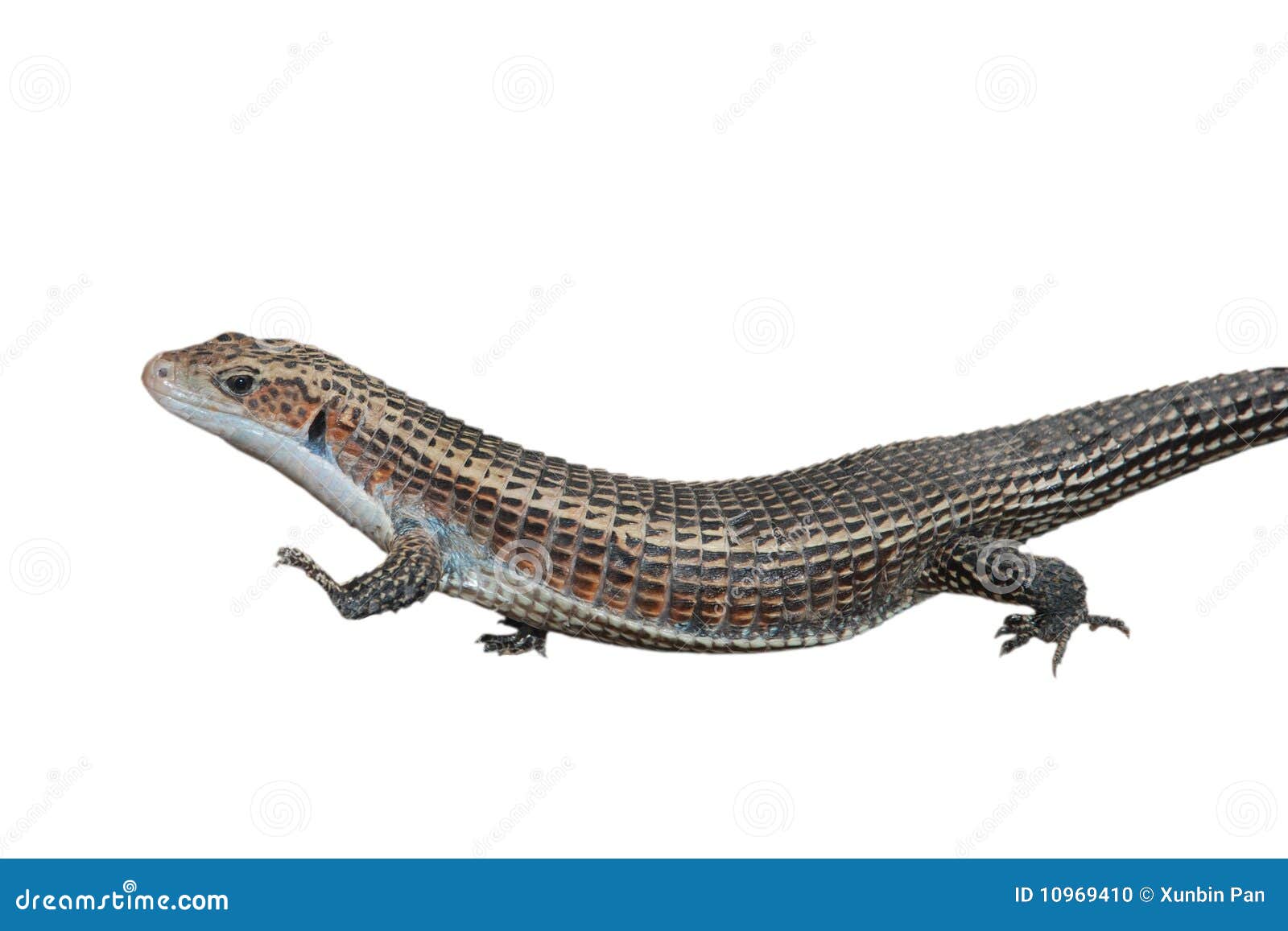 Plated lizard stock photo. Image of feet, animal, hunter - 10969410