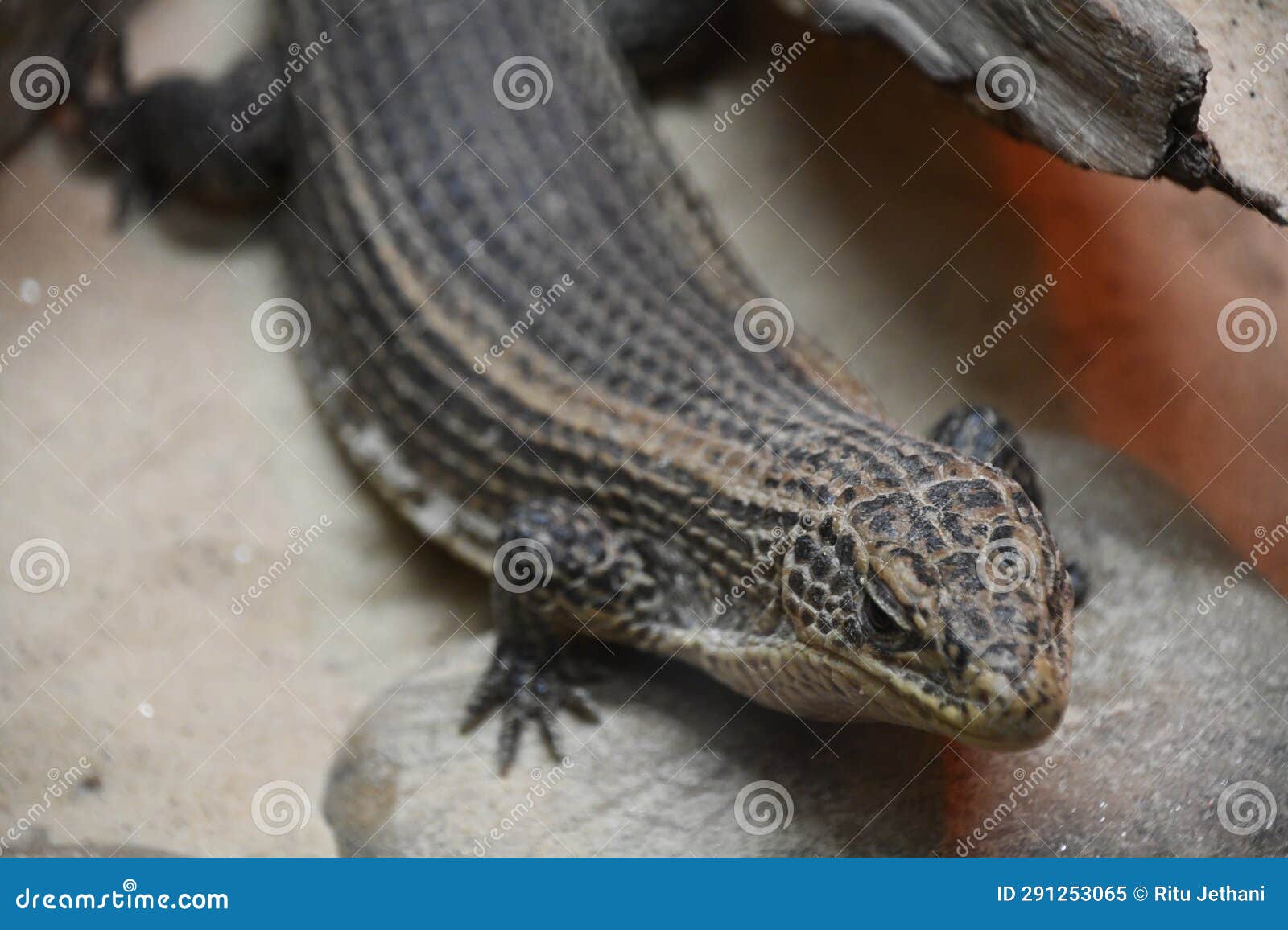A Plated Lizard stock image. Image of lizzard, fauna - 291253065