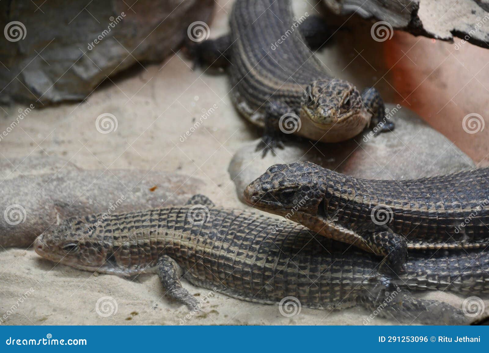 A Plated Lizard stock photo. Image of macro, africa - 291253096