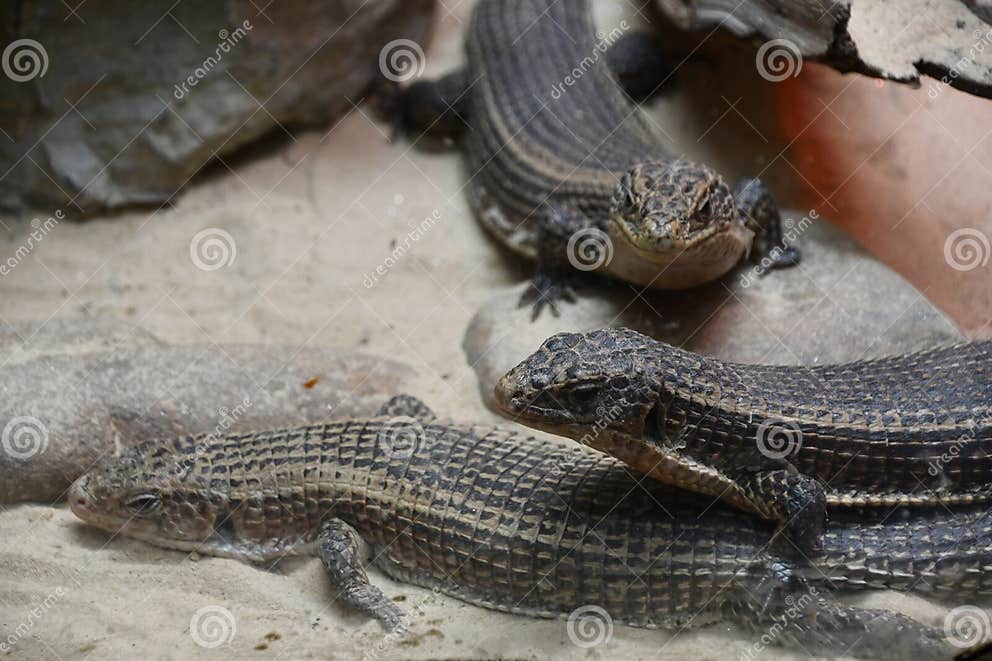 A Plated Lizard stock photo. Image of macro, africa - 291253096