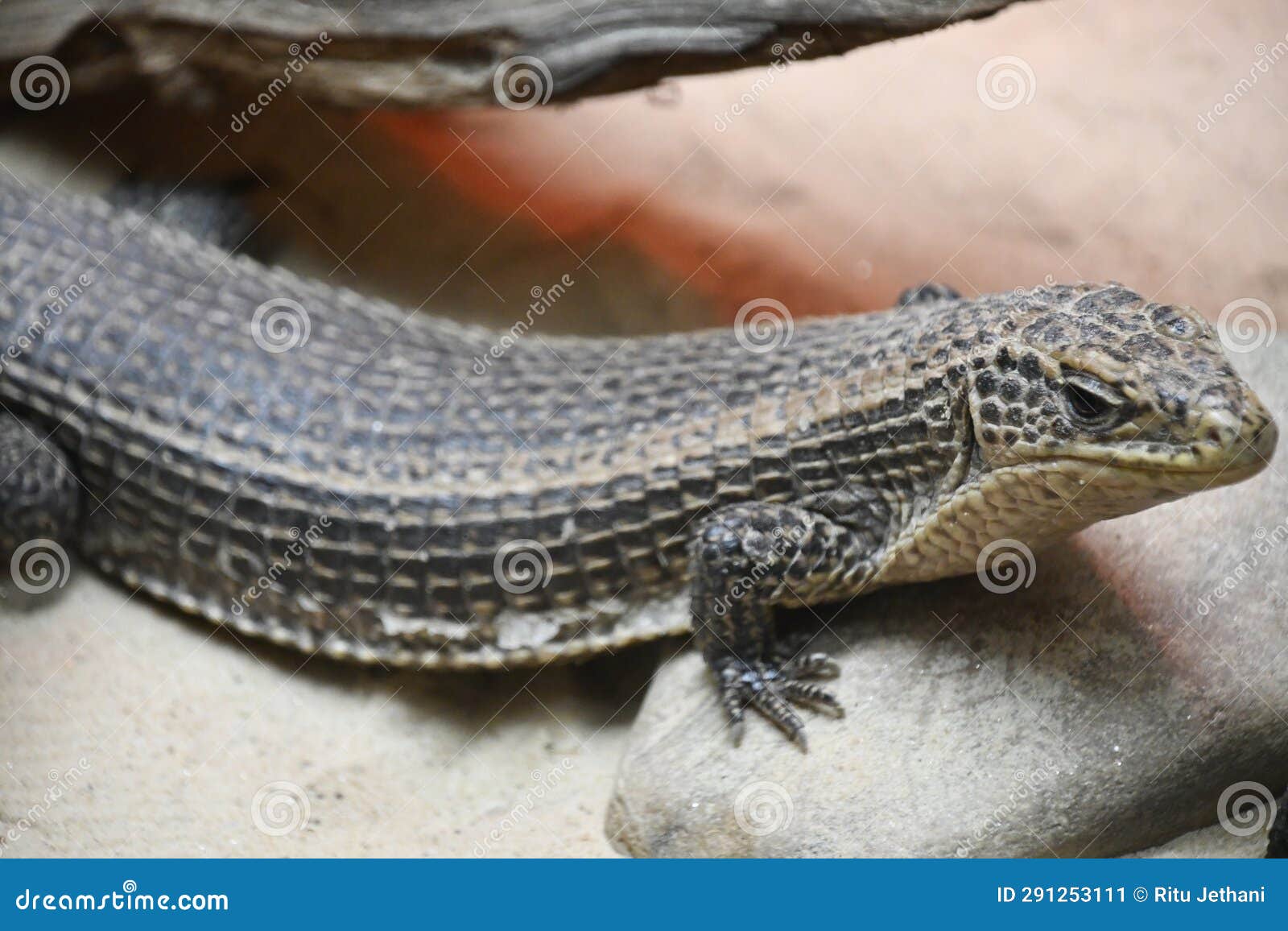 A Plated Lizard stock image. Image of macro, dragon - 291253111