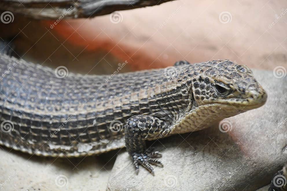 A Plated Lizard stock photo. Image of alligator, dinosaur - 291253126