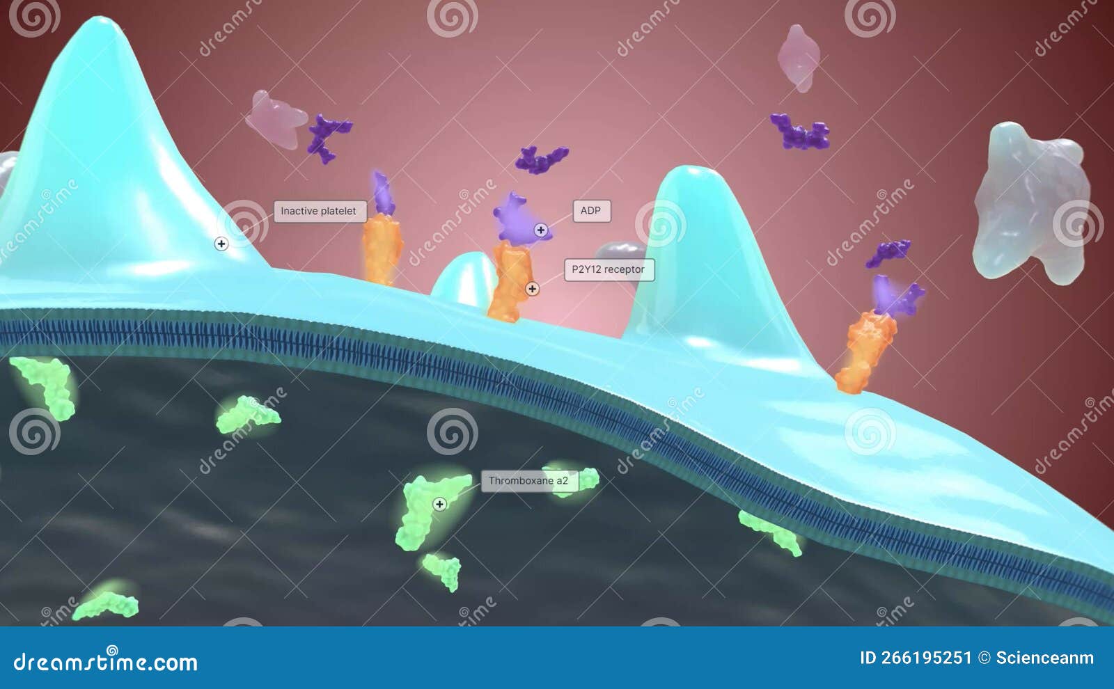 Platelet Activation and Aggregation Play an Important Role in Occlusive ...