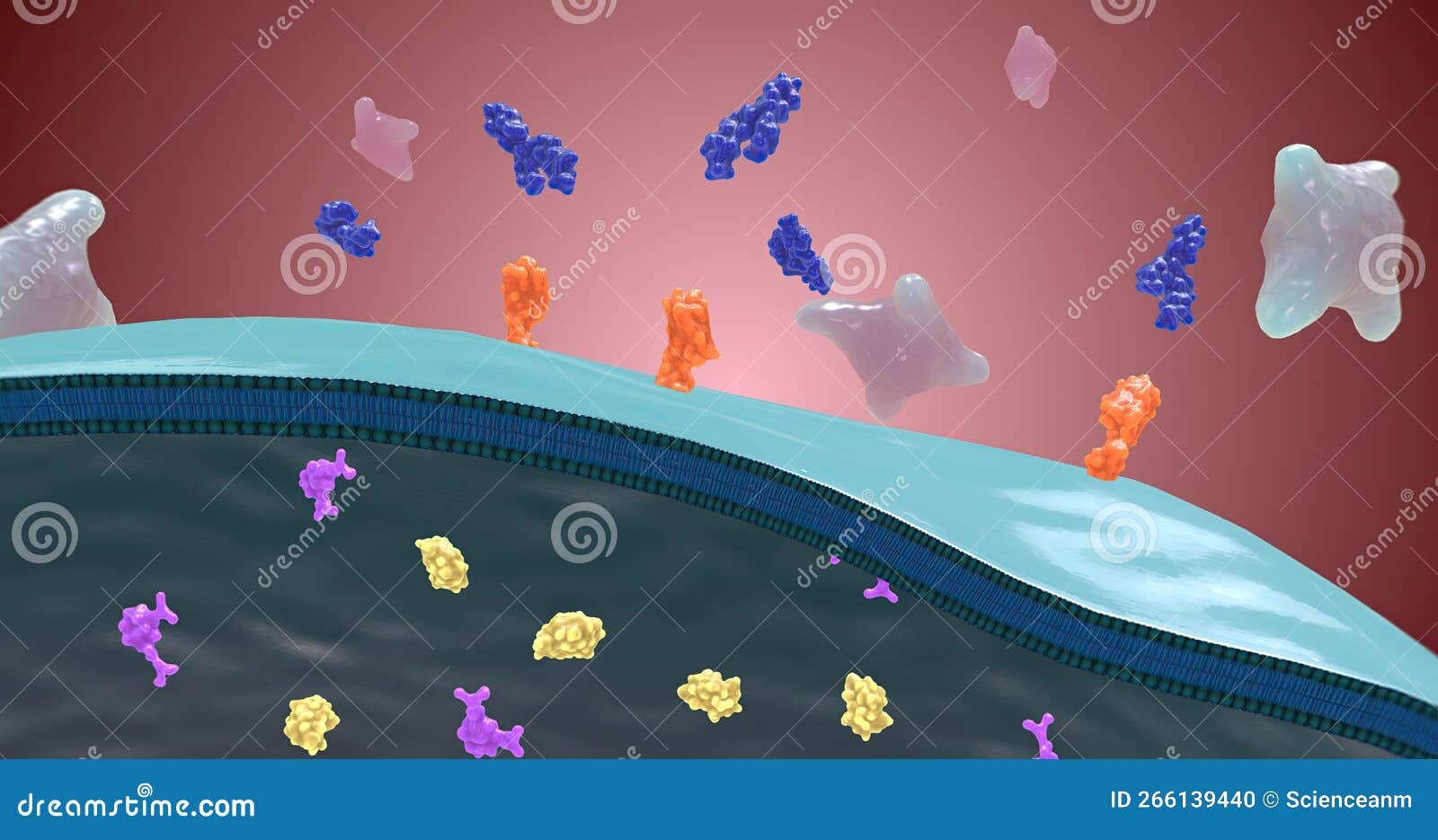 Platelet Activation and Aggregation Play an Important Role in Occlusive ...