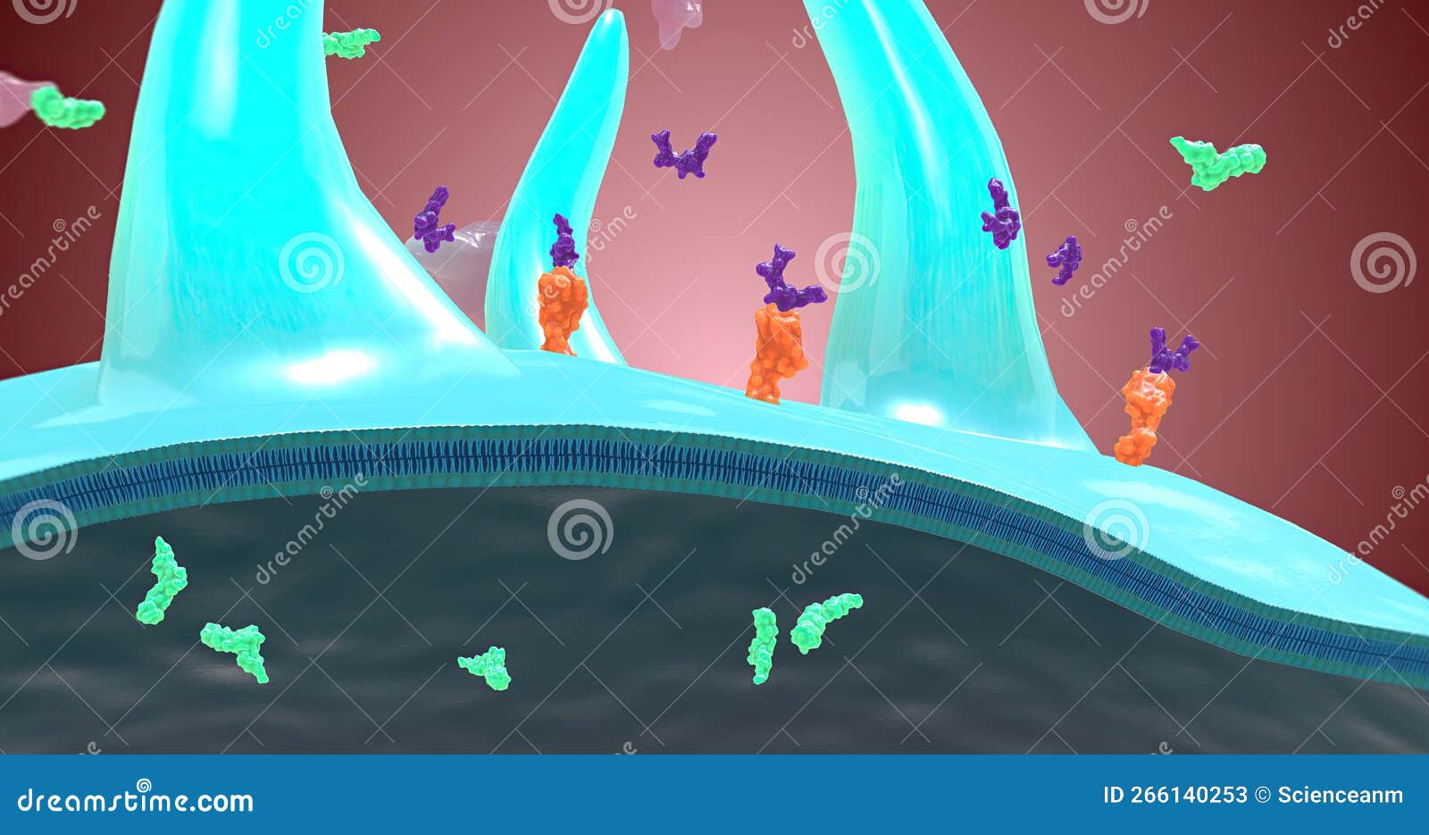 Platelet Activation and Aggregation Play an Important Role in Occlusive ...