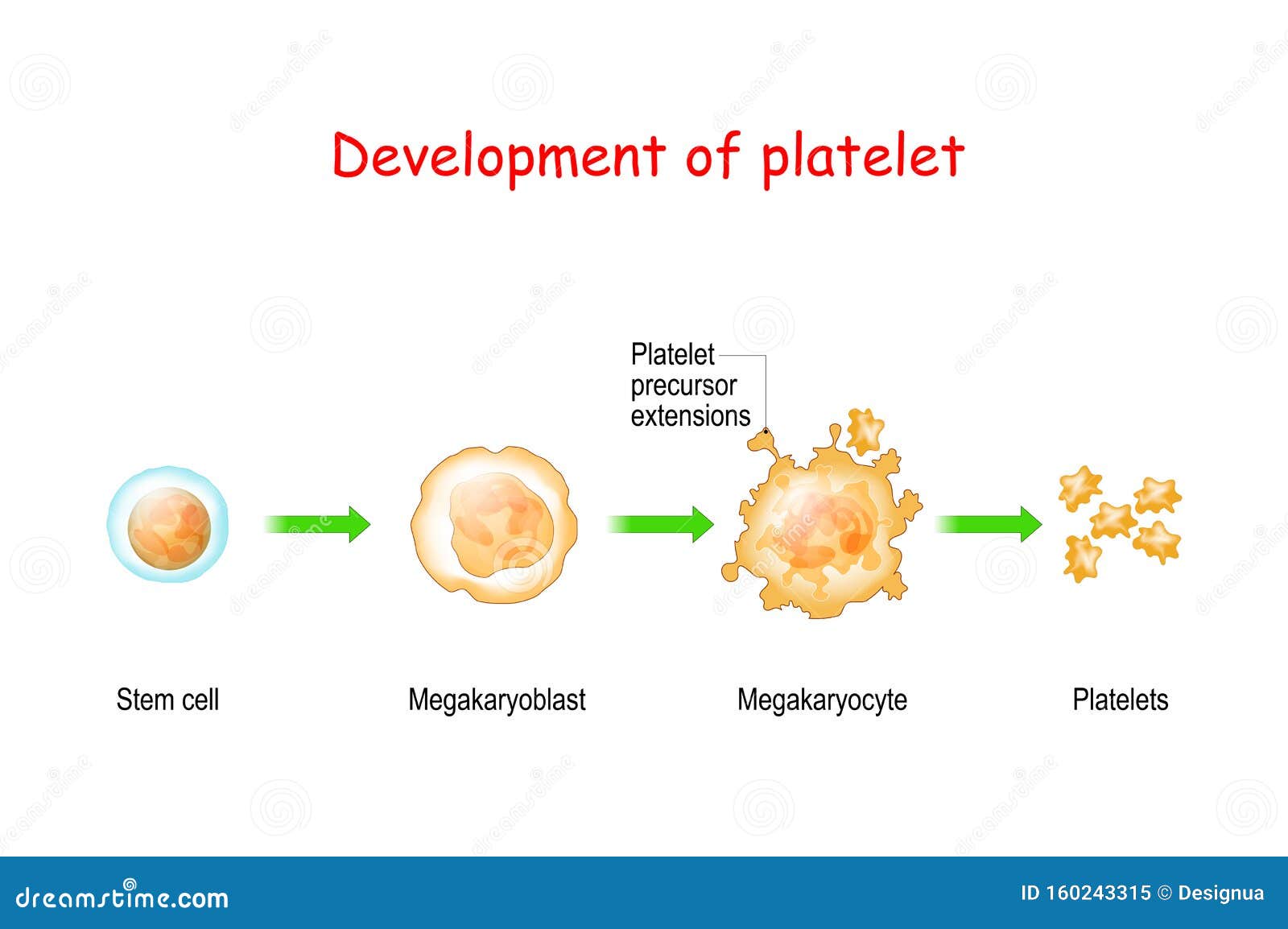 Thrombocyte Cartoons, Illustrations & Vector Stock Images - 776 ...