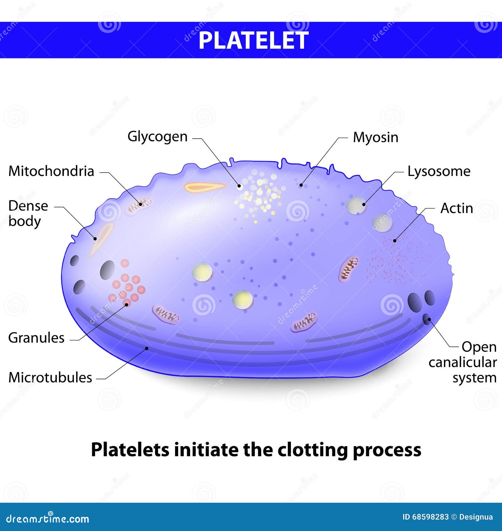 Microscope With Platelets And Virus Stock Photography | CartoonDealer ...