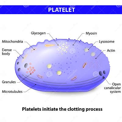 Platelets or thrombocytes stock vector. Illustration of anatomy - 68598283