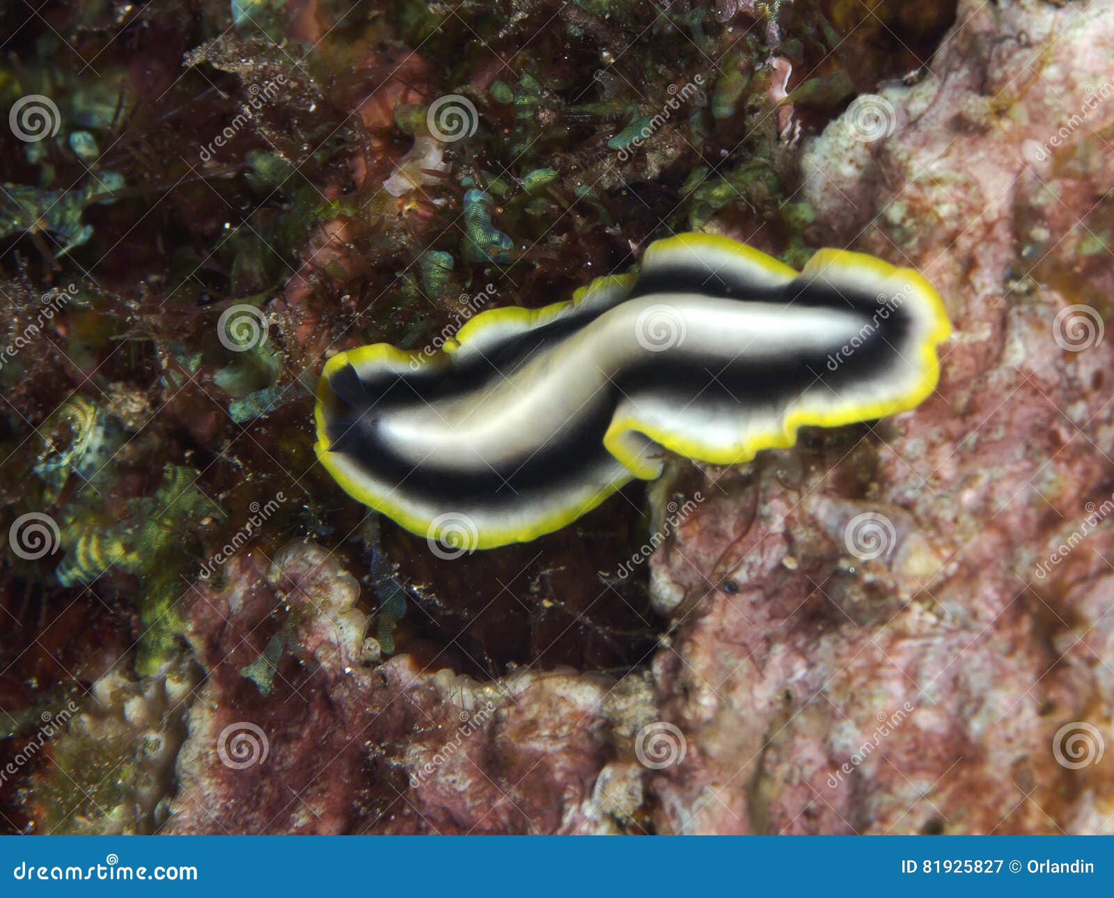 Platelminto Di Broadstriped Immagine Stock - Immagine di asia, nave ...